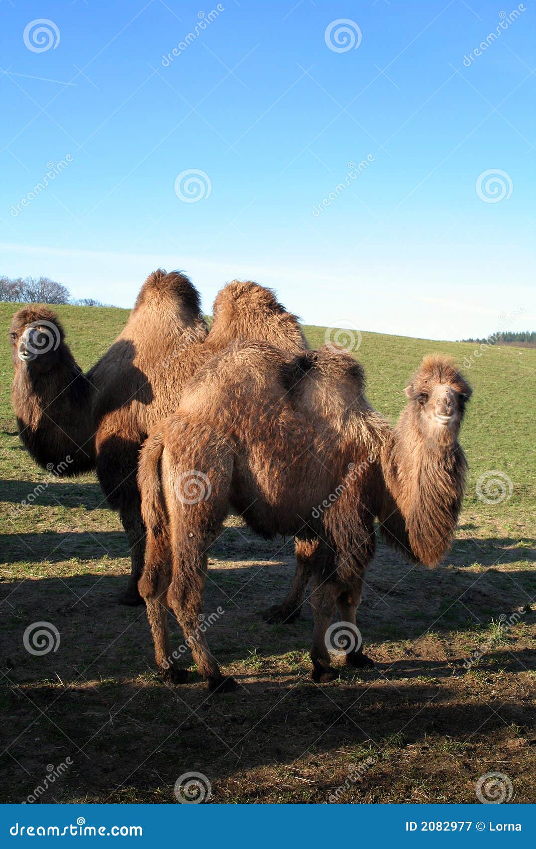 Kamele Dromedaries stockbild. Bild von feld, buckel, tier - 2082977