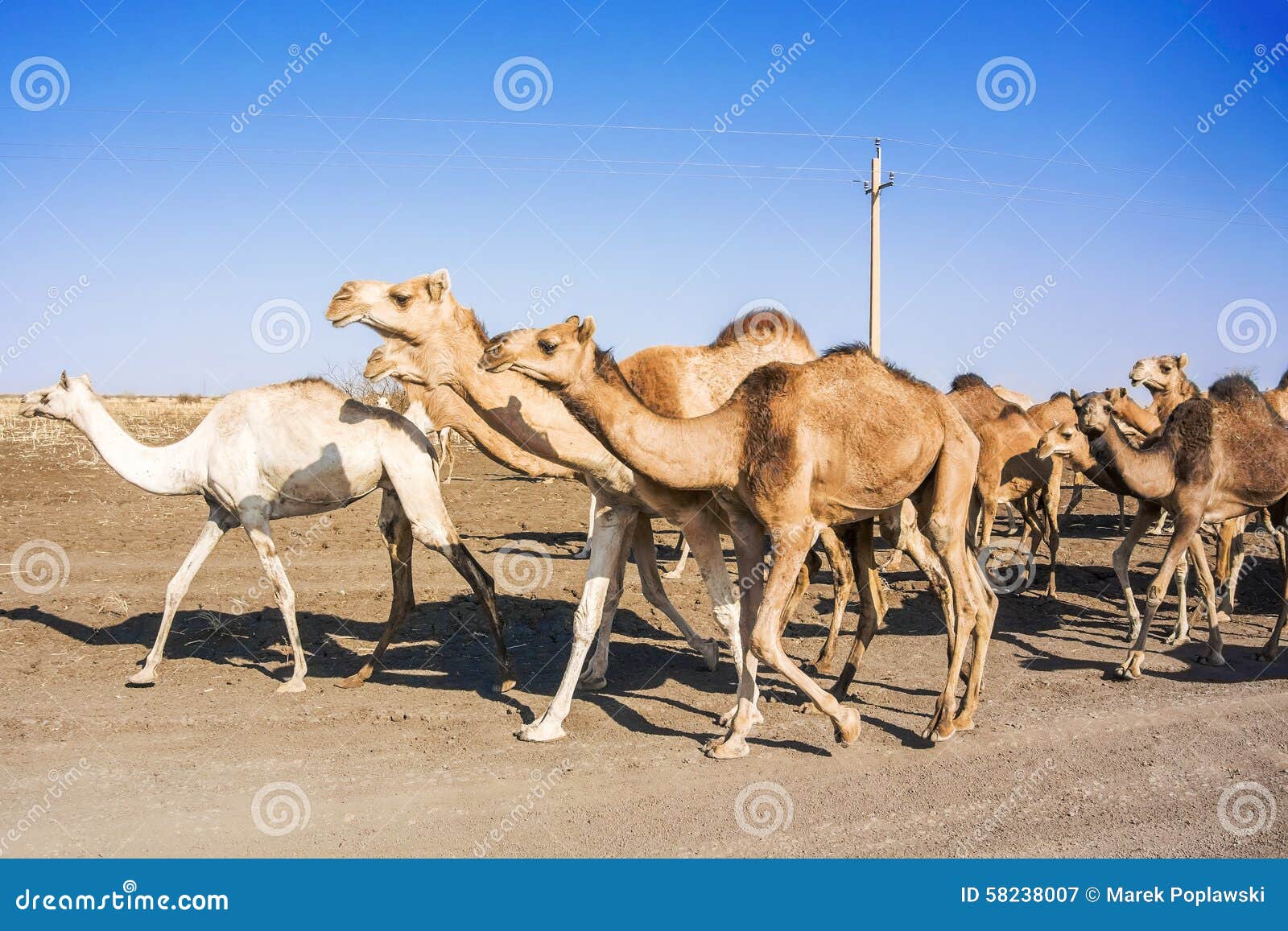Kamele in Sudan stockbild. Bild von zieleinheit, afrika - 58238007
