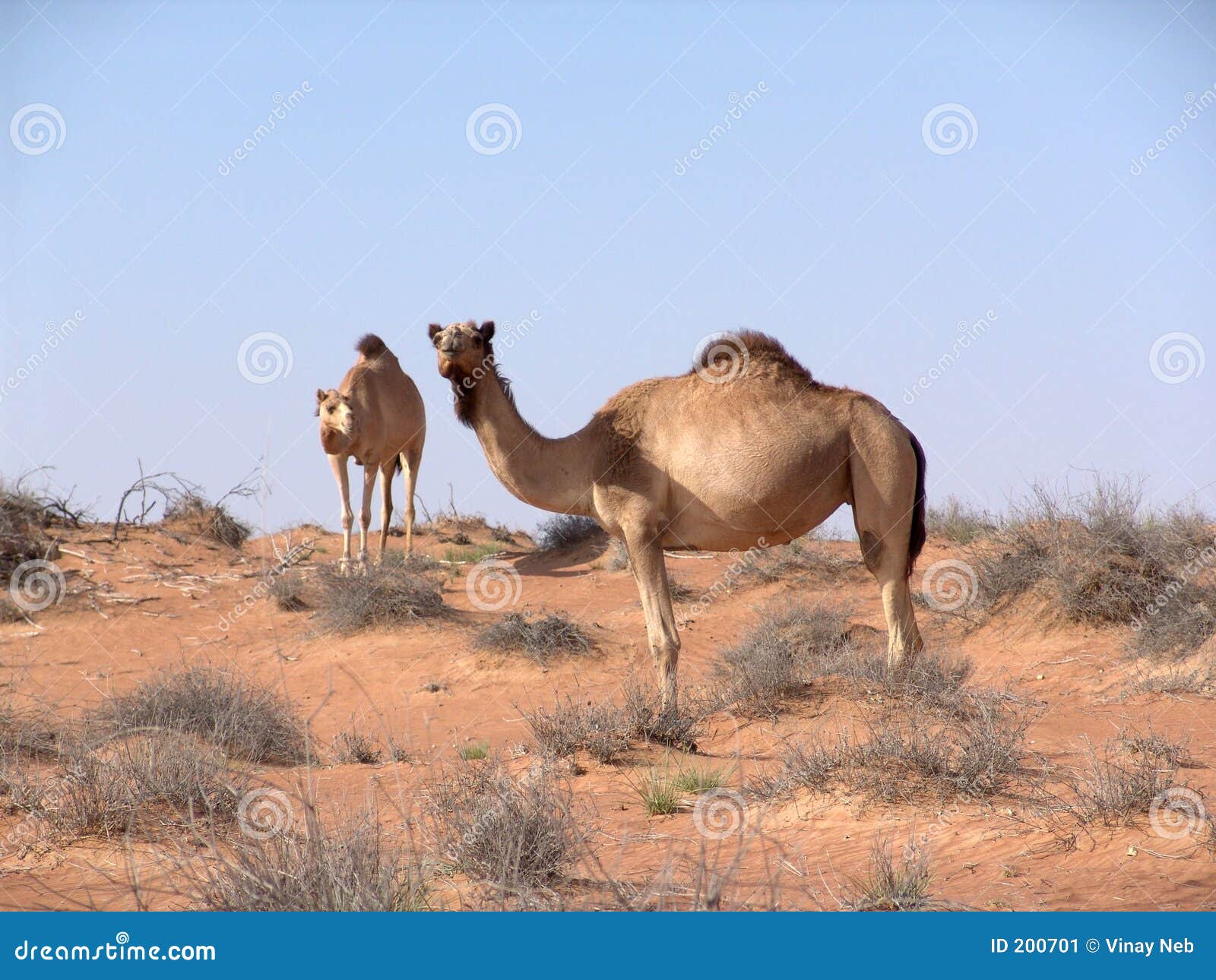 Kamelen in Arabische Woestijn Stock Afbeelding - Image of kameel ...