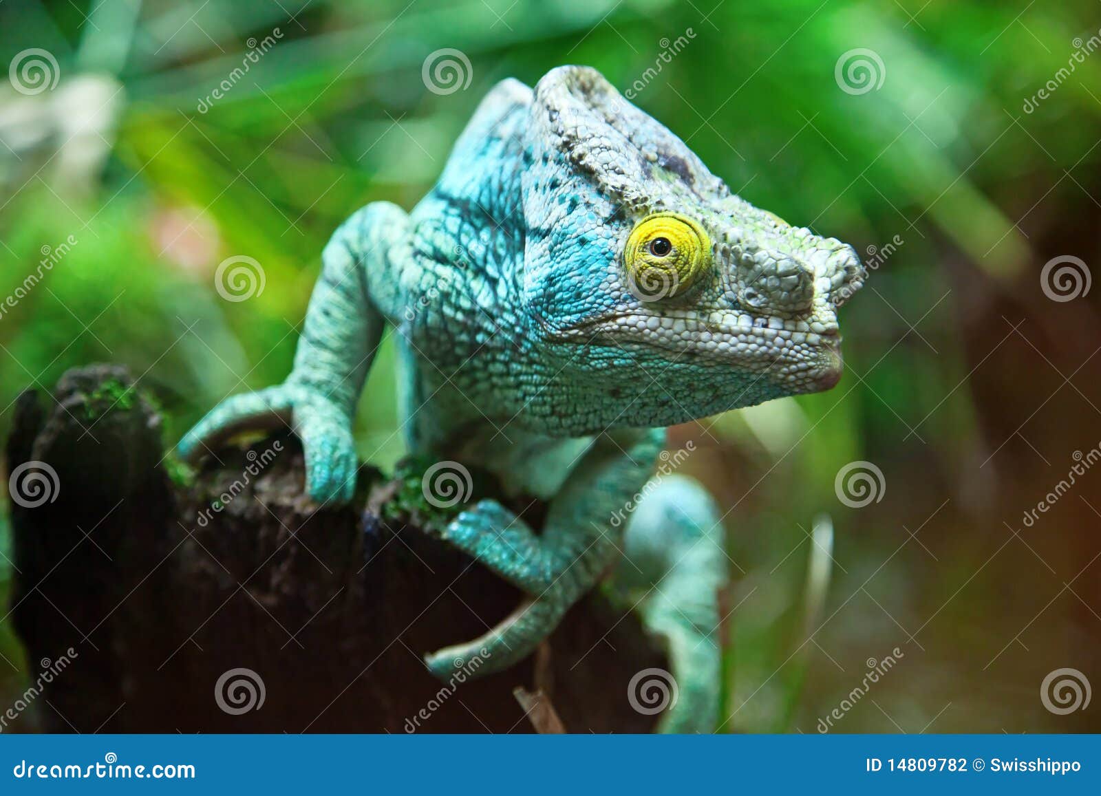 Kameleon stock foto. Image of milieu, afgebroken, reus - 14809782