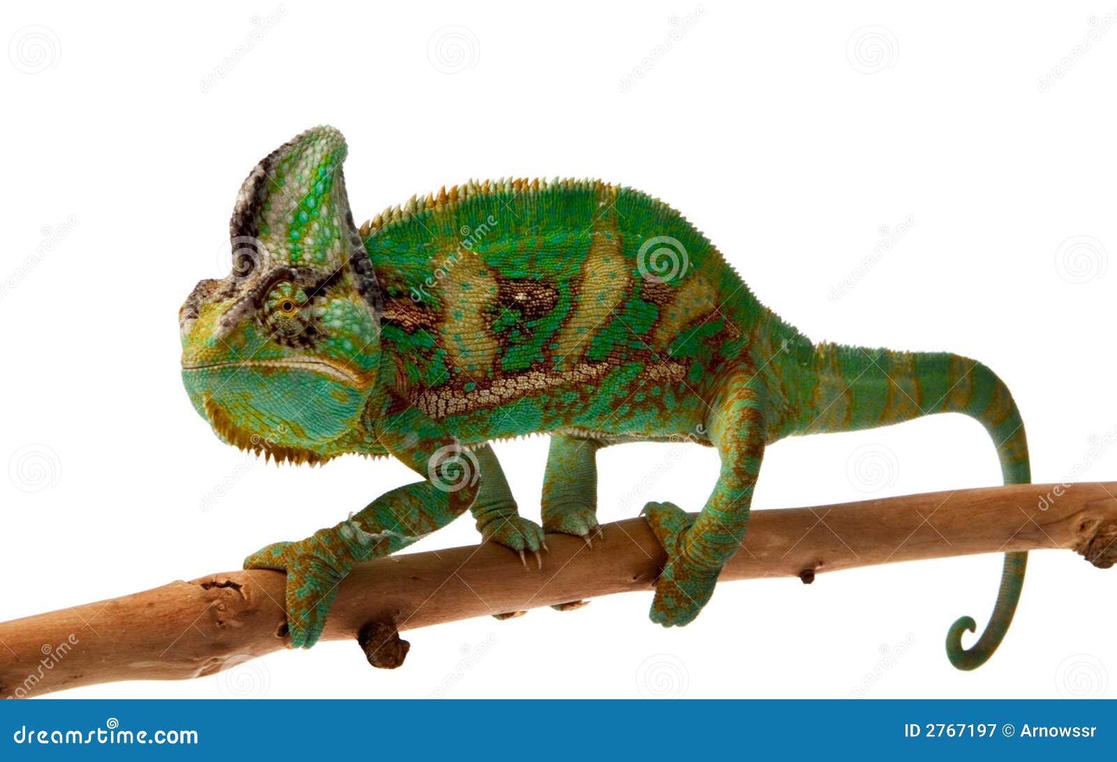 Kameleon stock afbeelding. Afbeelding bestaande uit sluit - 2767197