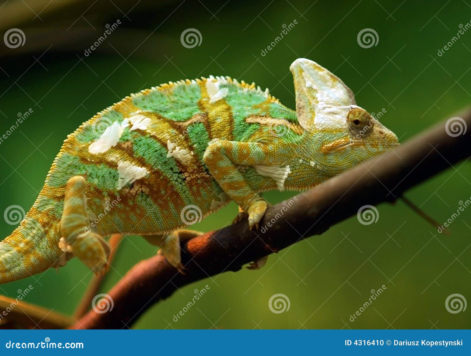 Kameleon stock foto. Image of been, mooi, kleur, wildernis - 4316410