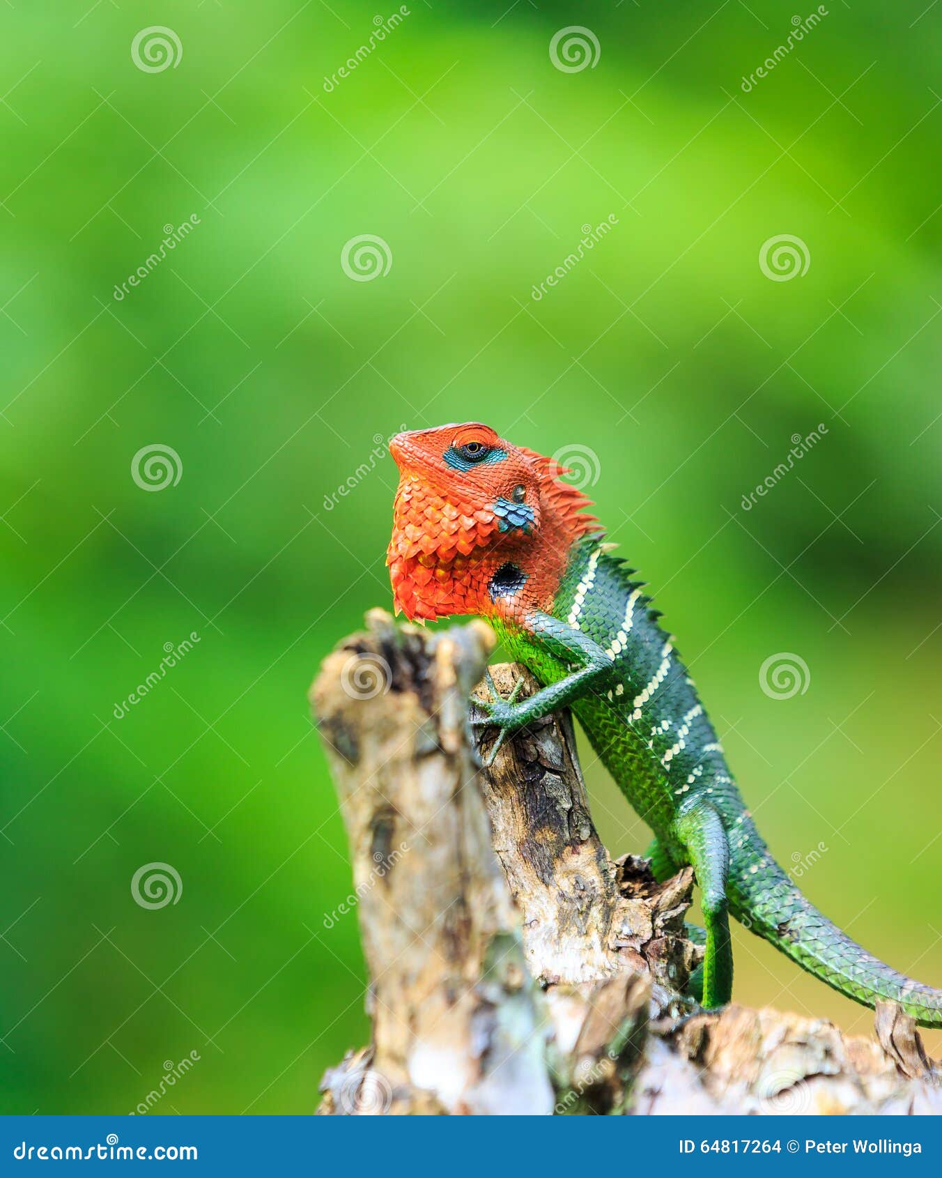 Kameleon Met Rood Hoofd En Groen Lichaam Stock Foto - Image of nave ...