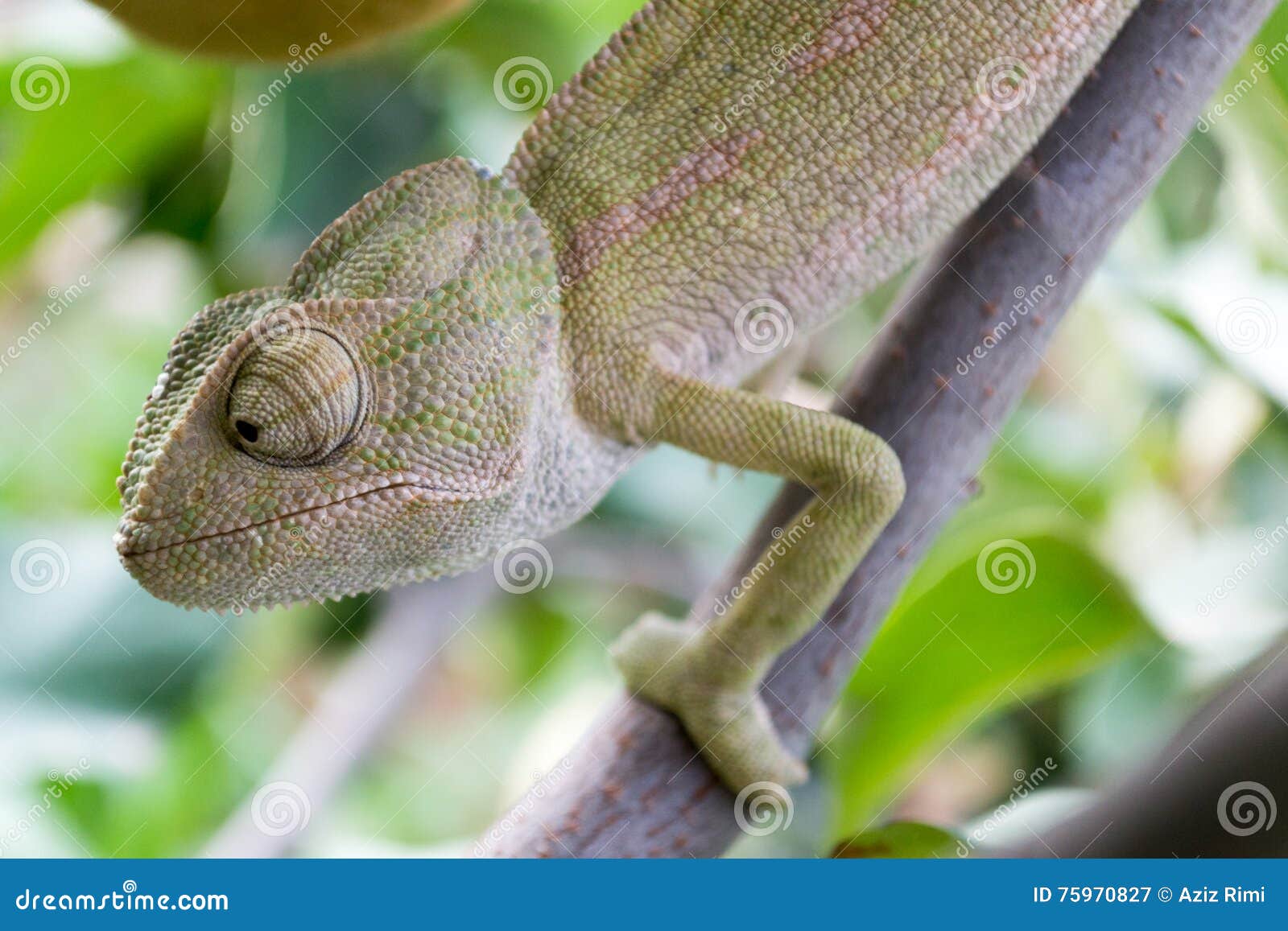 Kameleon Op Een Boomclose-up Stock Afbeelding - Image of ogen, boom ...