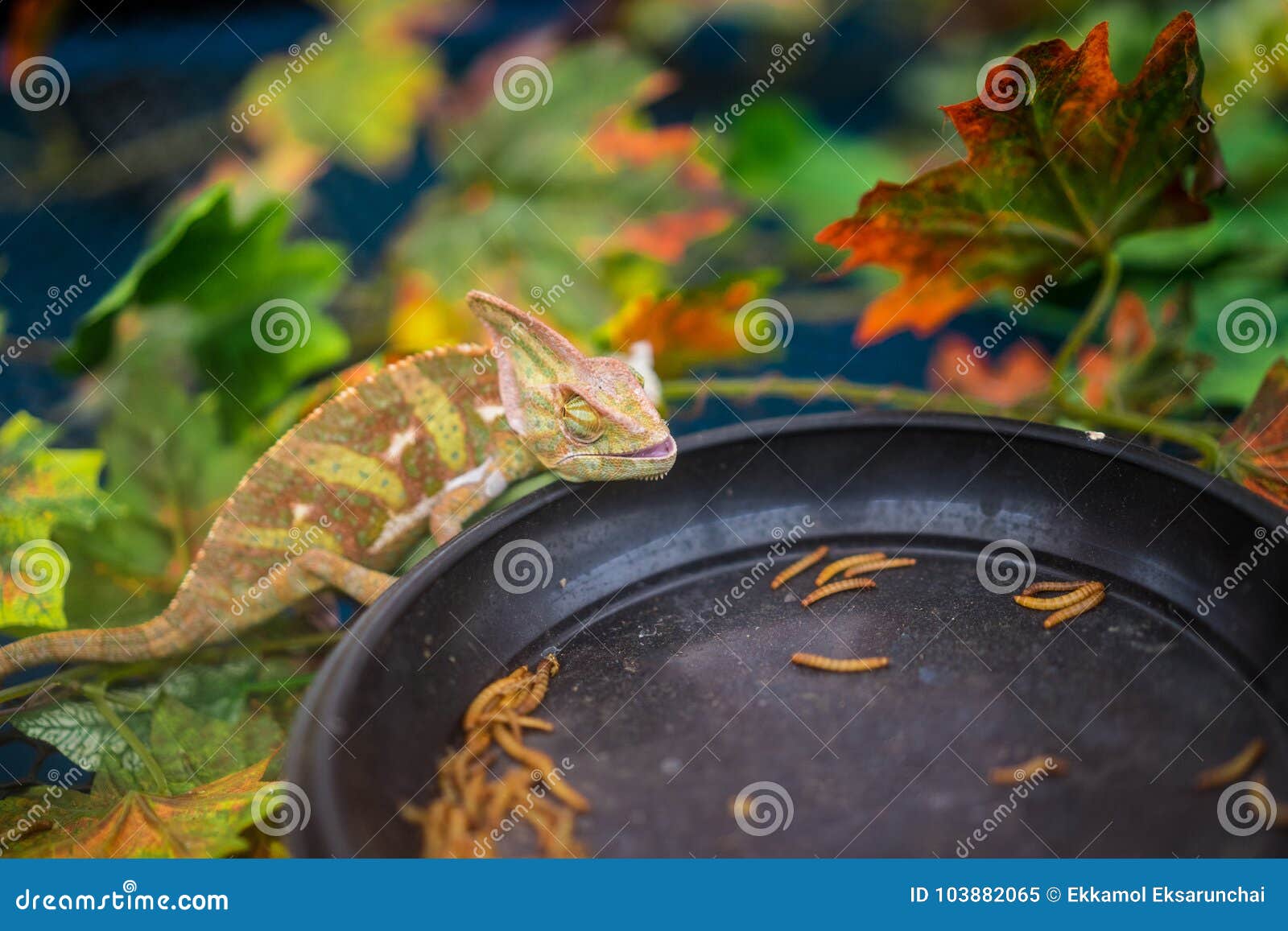 Kameleont fotografering för bildbyråer. Bild av äta - 103882065