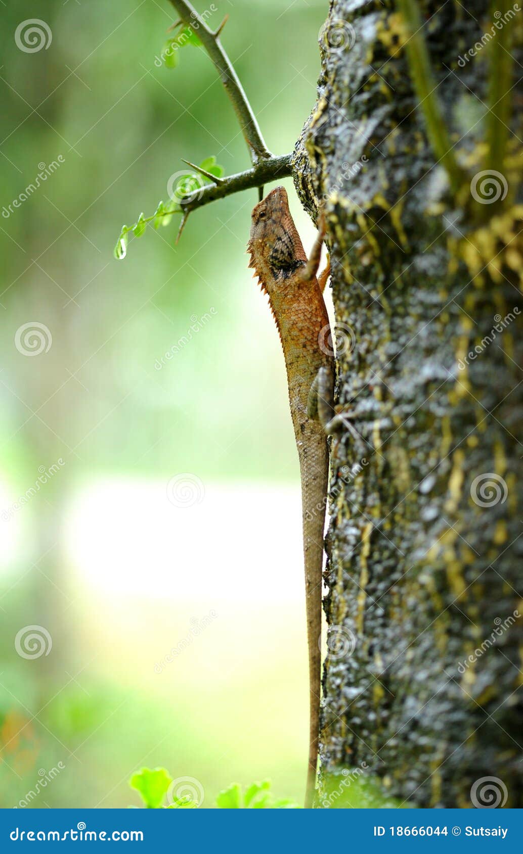 Kameleont arkivfoto. Bild av konst, färgrikt, blod, husdjur - 18666044