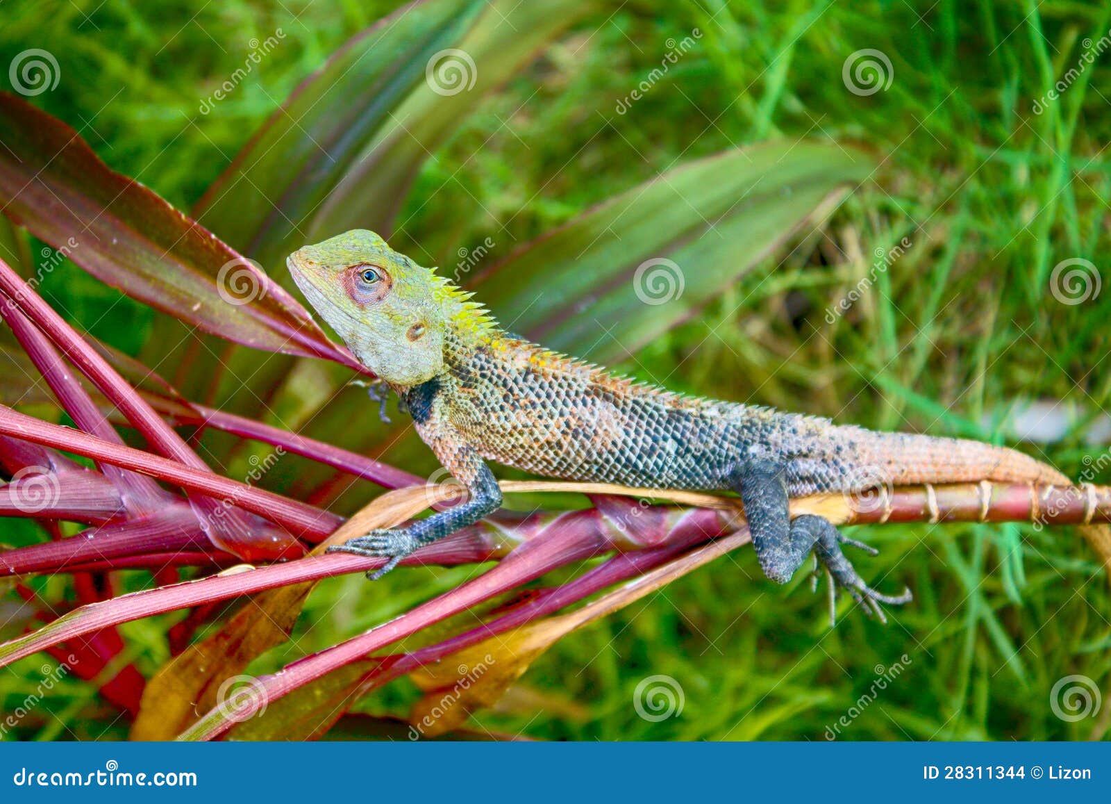 Kameleont arkivfoto. Bild av svart, djurliv, husdjur - 28311344