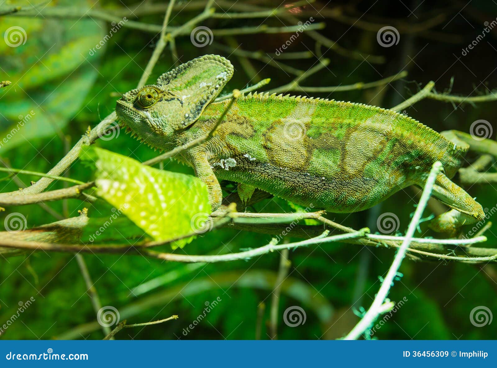 Kameleont fotografering för bildbyråer. Bild av liten - 36456309