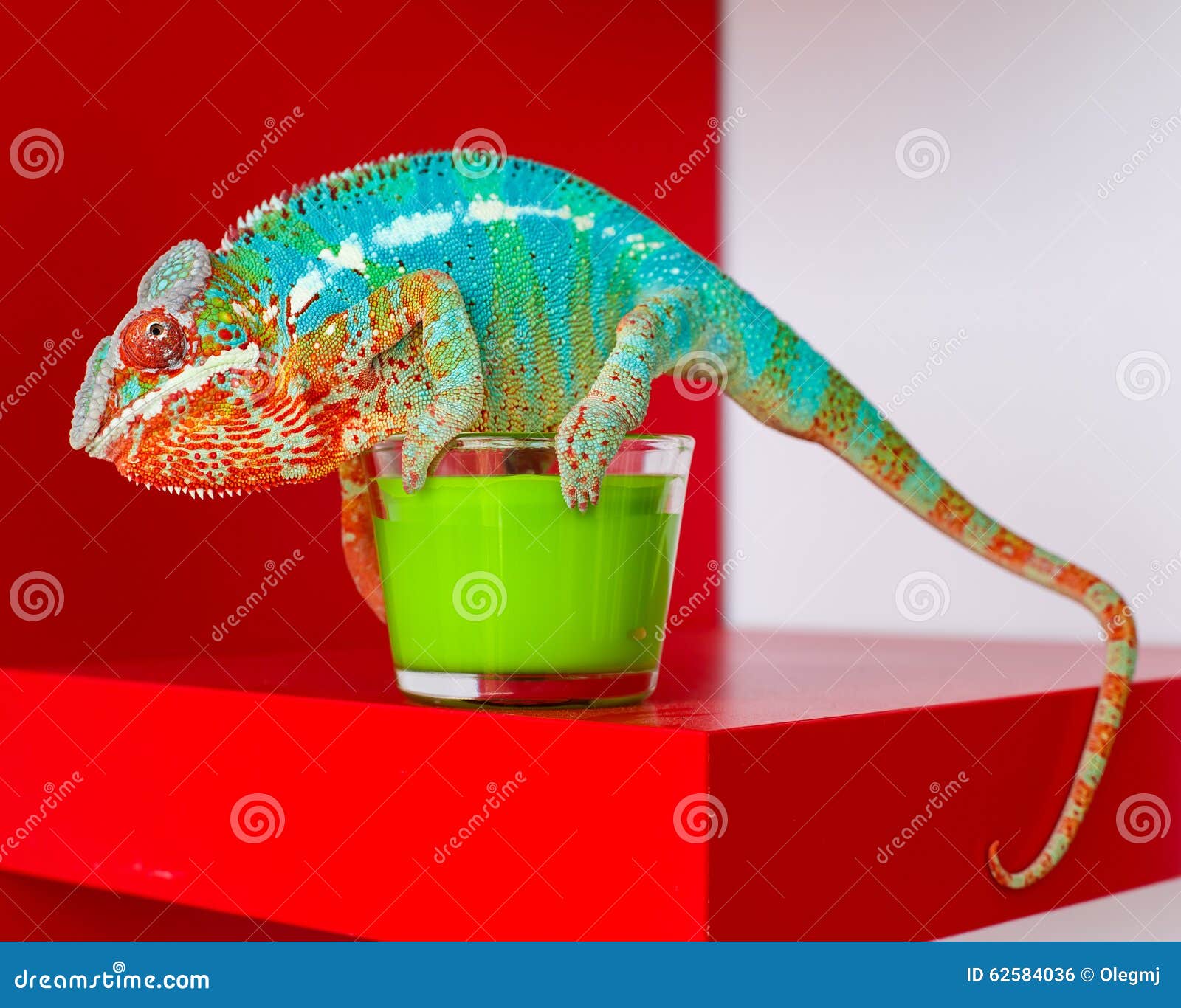 Kameleont arkivfoto. Bild av brigham, rött, kameleont - 62584036