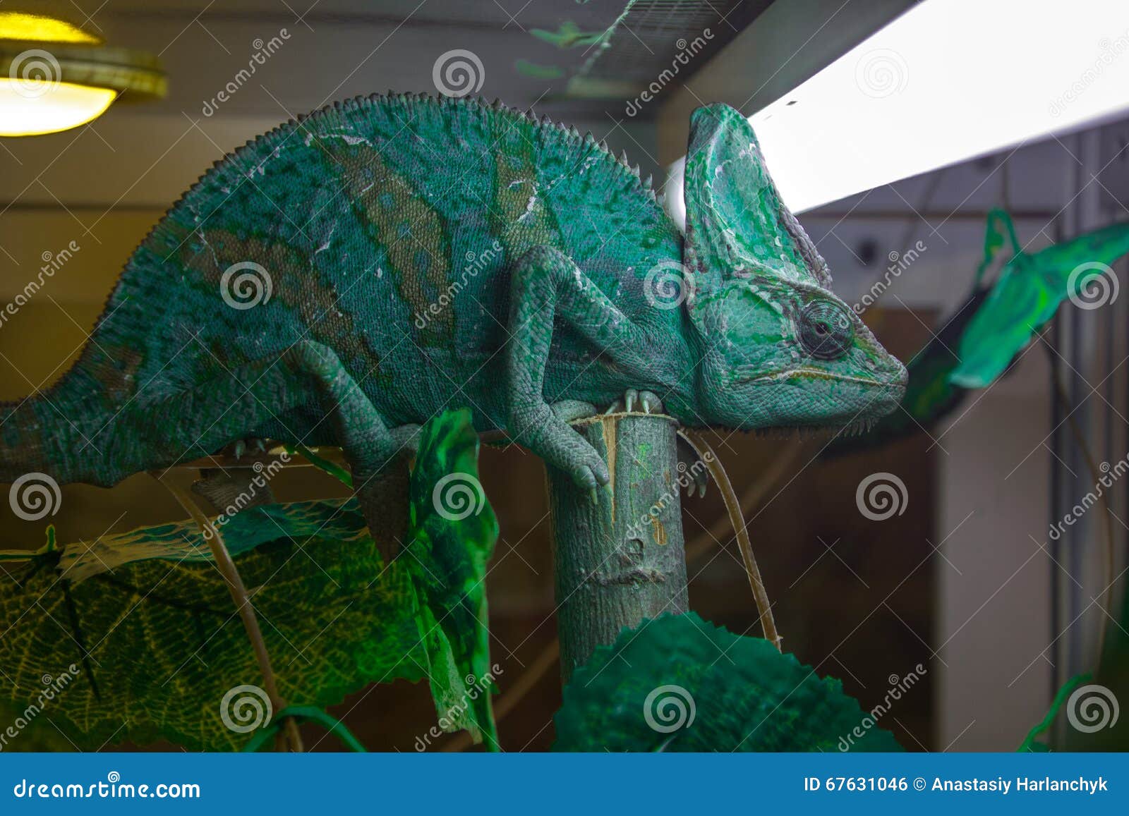 Kameleont arkivfoto. Bild av leguan, natur, anhydrous - 67631046