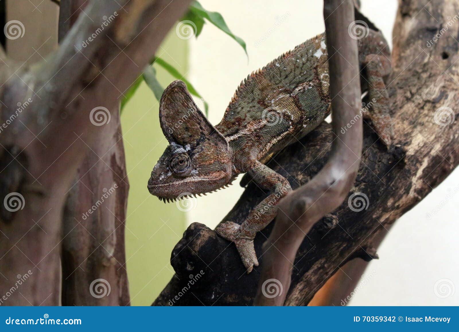 Kameleont arkivfoto. Bild av öga, huvud, kameleont, svan - 70359342