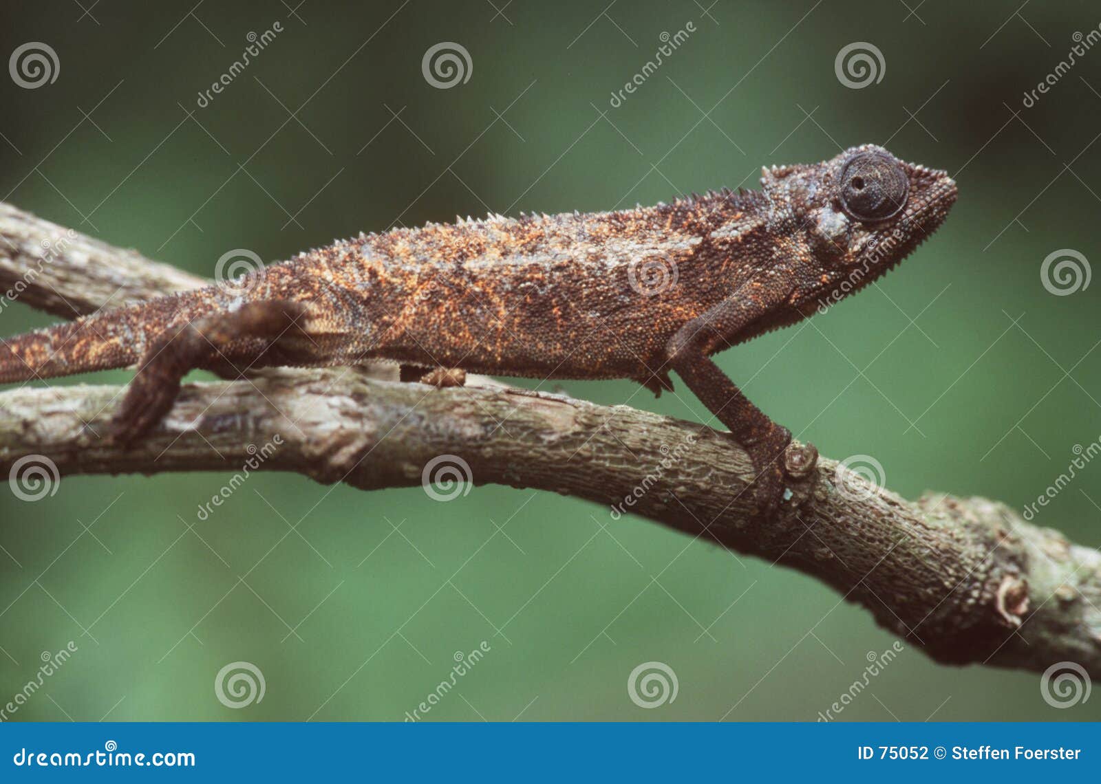 Kameleont arkivfoto. Bild av reptilar, kamouflage, afrika - 75052