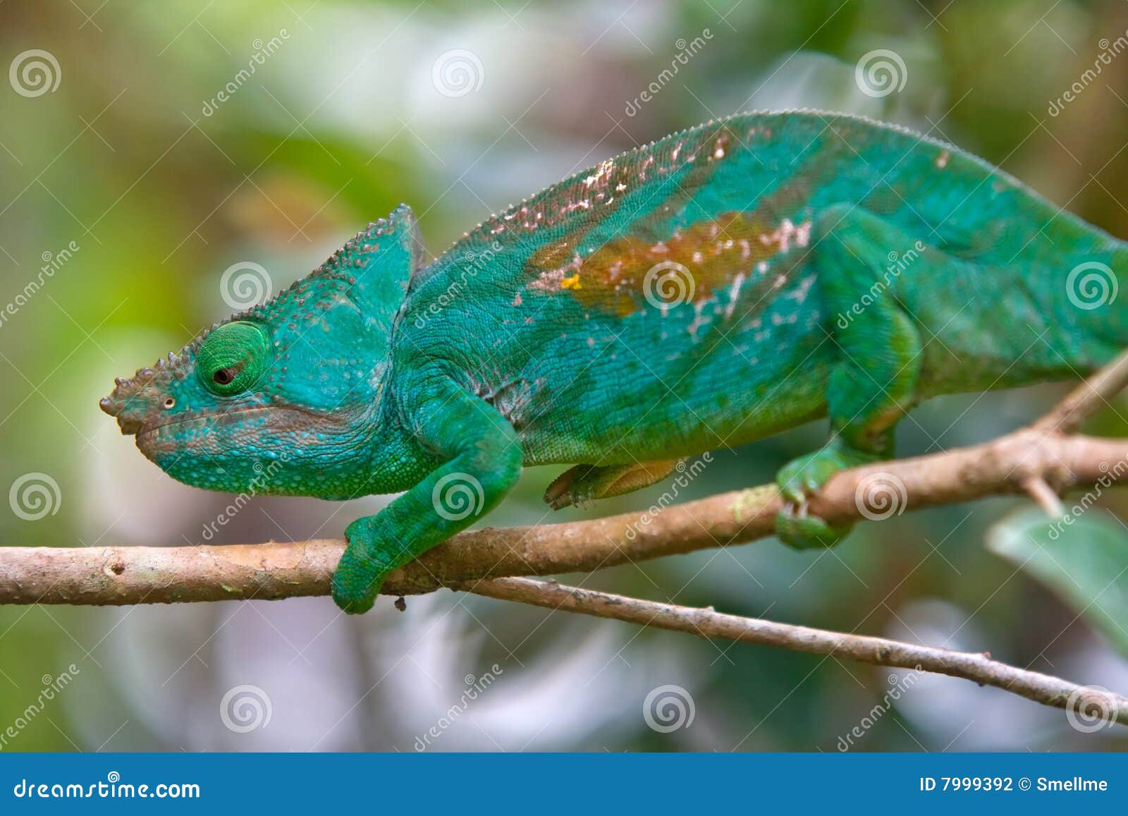 Kameleont arkivfoto. Bild av endemisk, afrika, tunga, natur - 7999392