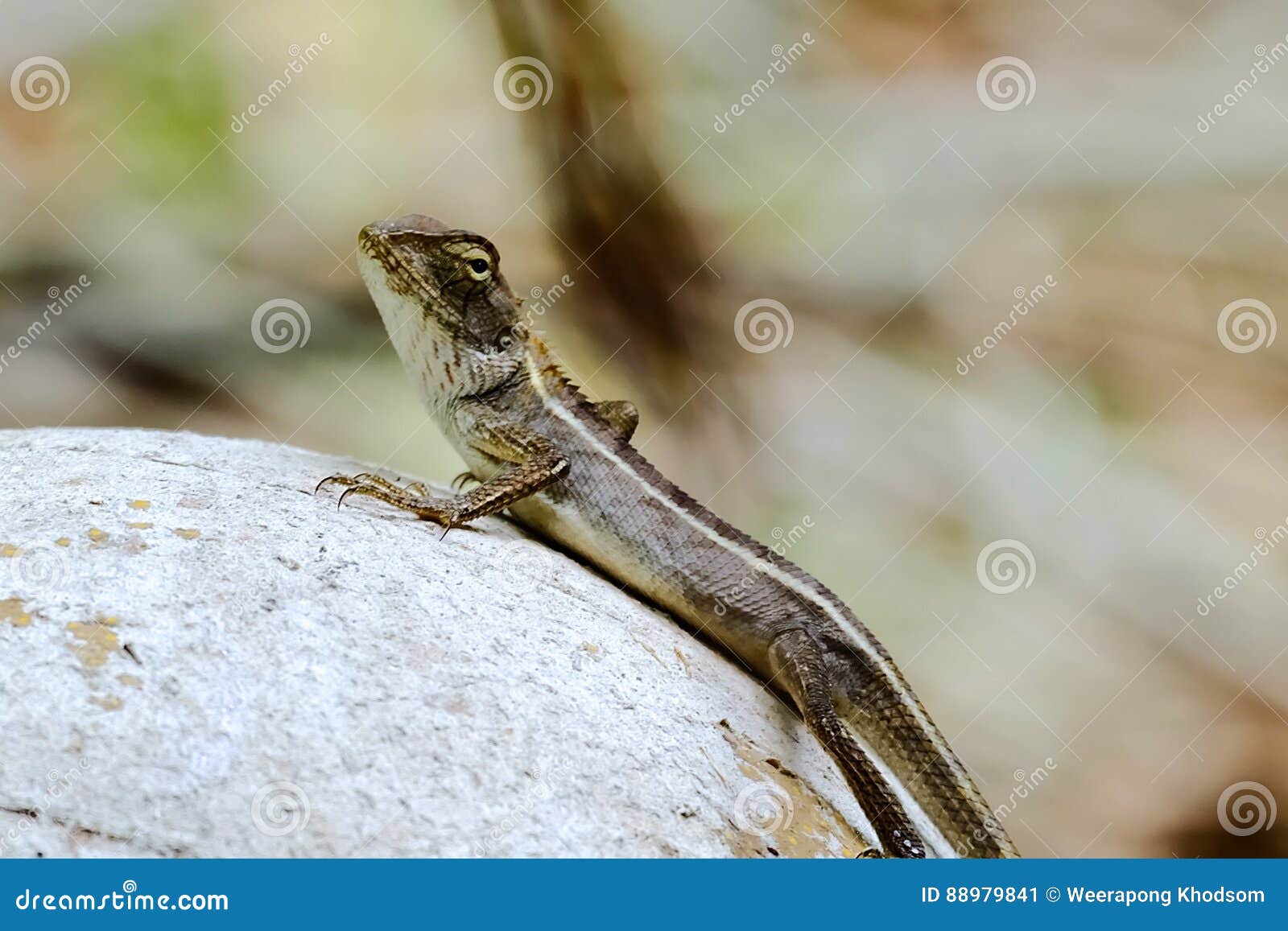 Kameleont fotografering för bildbyråer. Bild av angus - 88979841