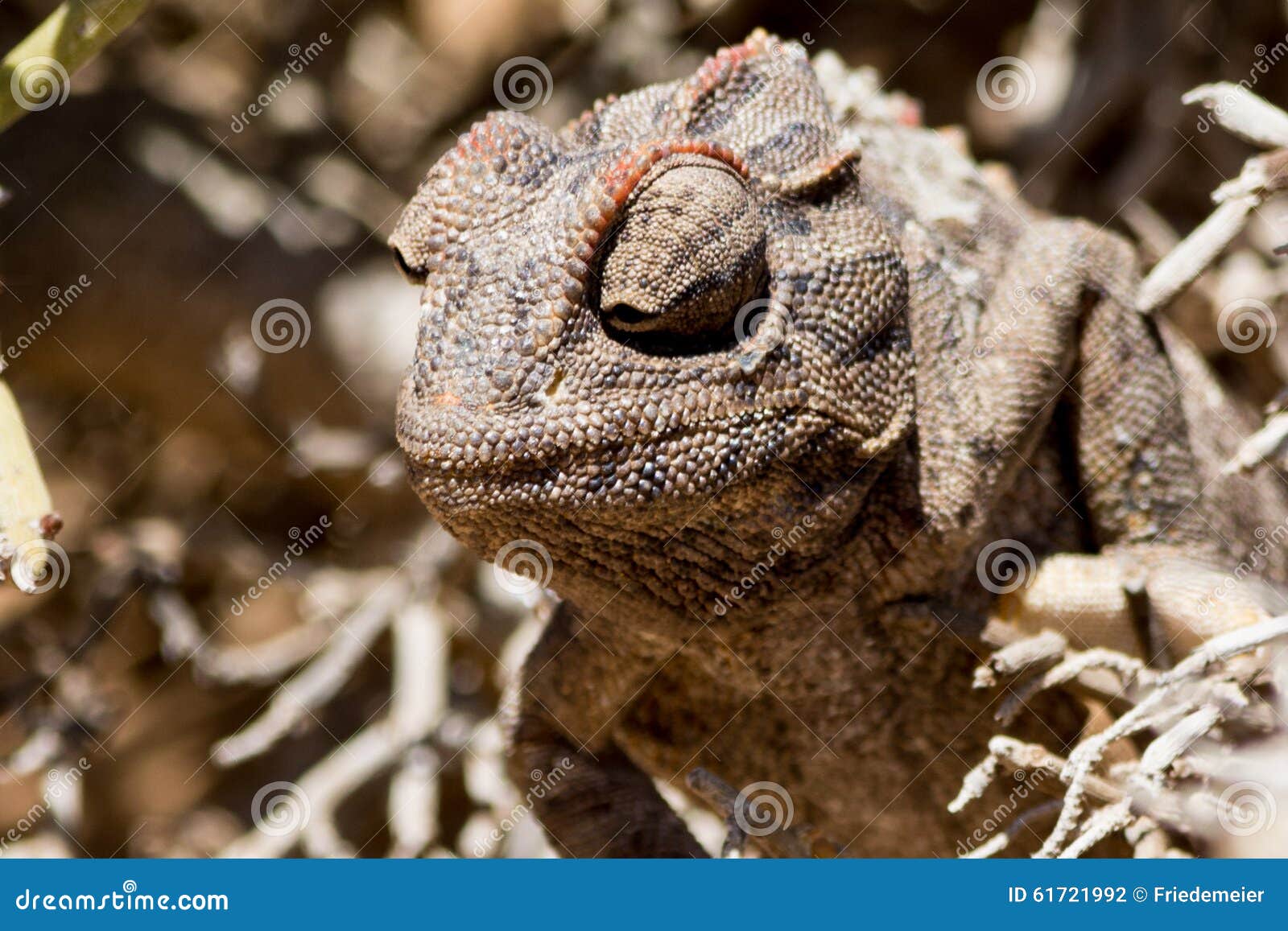 Kameleont i buske arkivfoto. Bild av kameleont, äventyr - 61721992