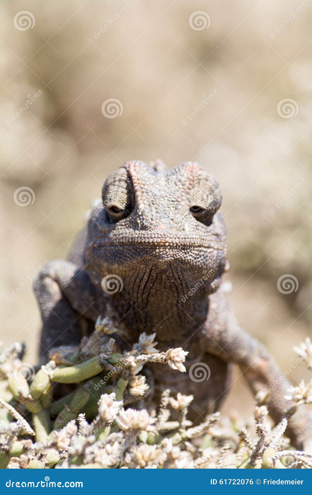 Kameleont i buske arkivfoto. Bild av parkera, öken, namibia - 61722076