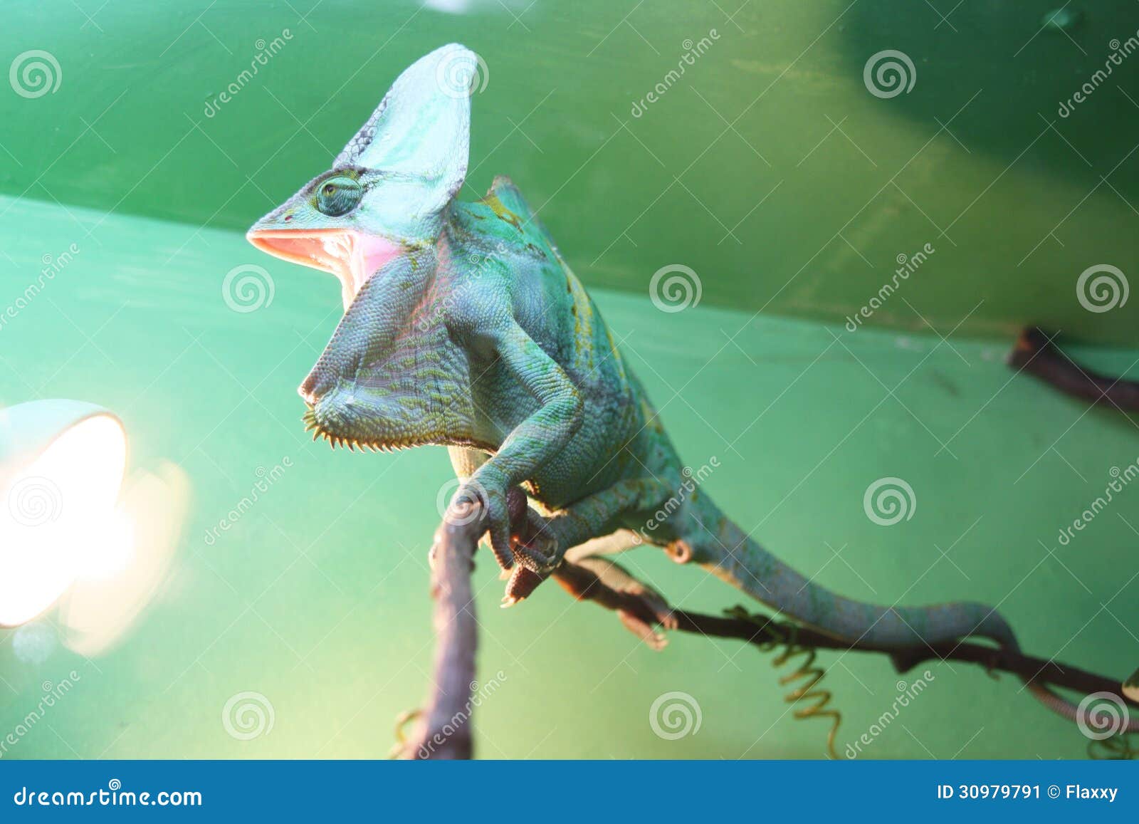 Kameleont Med Den öppna Munnen Fotografering för Bildbyråer - Bild av ...