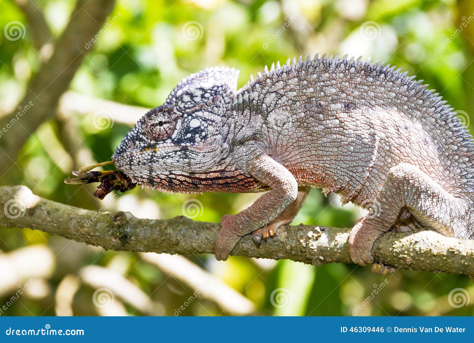 Kameleont med rovet arkivfoto. Bild av underlig, nationellt - 46309446