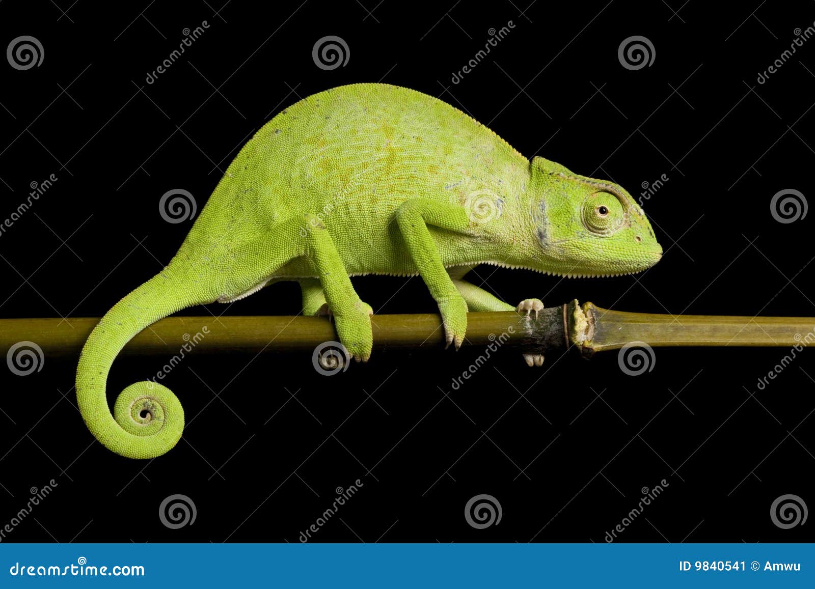 Kameleont senegal fotografering för bildbyråer. Bild av bakgrund - 9840541