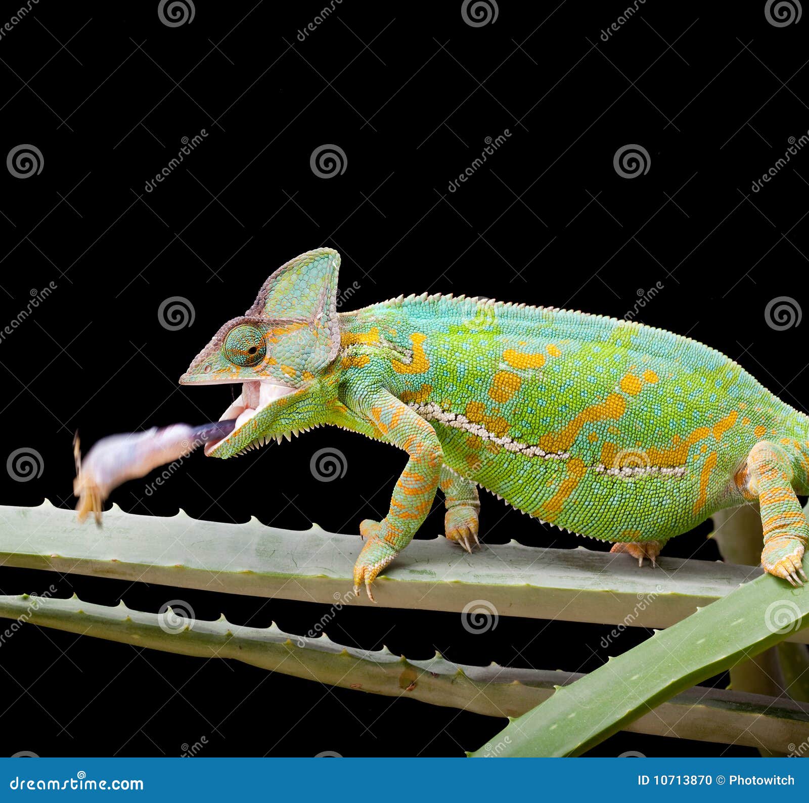 Kameleont yemen arkivfoto. Bild av reptil, stänga, exotiskt - 10713870