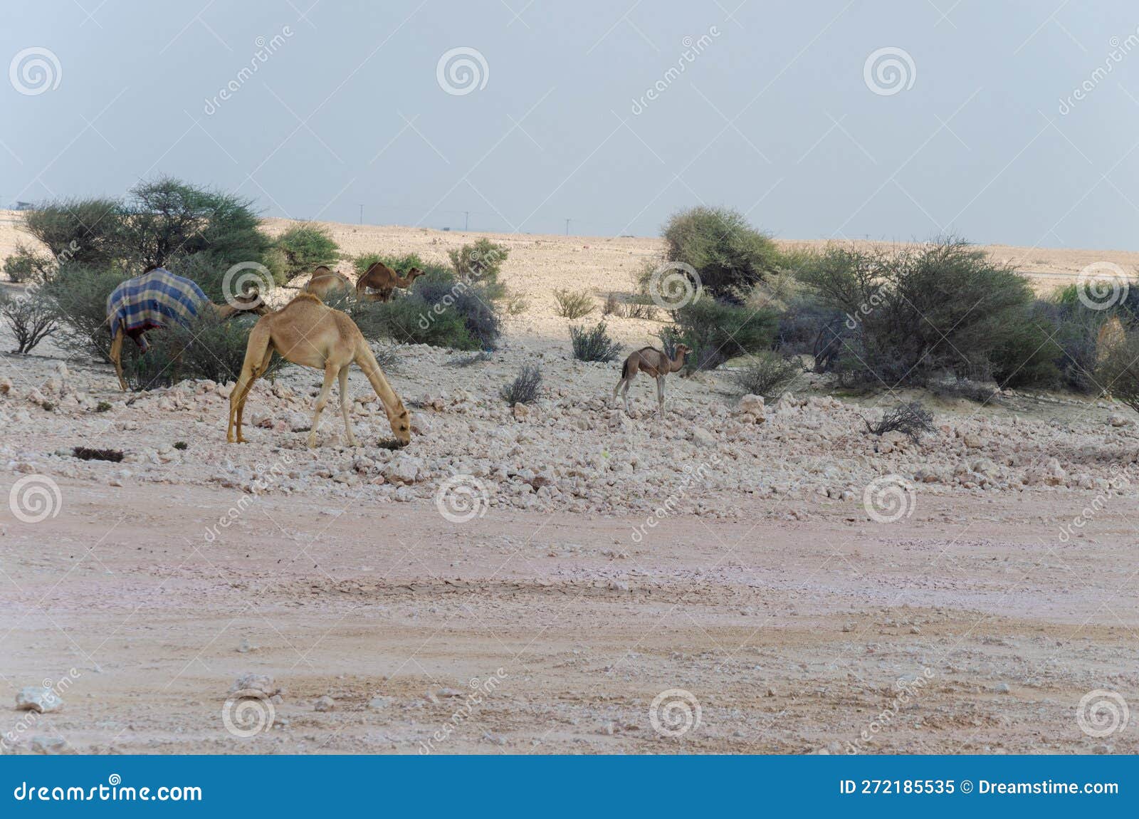 Kameler som betar i öknen fotografering för bildbyråer. Bild av klimat ...