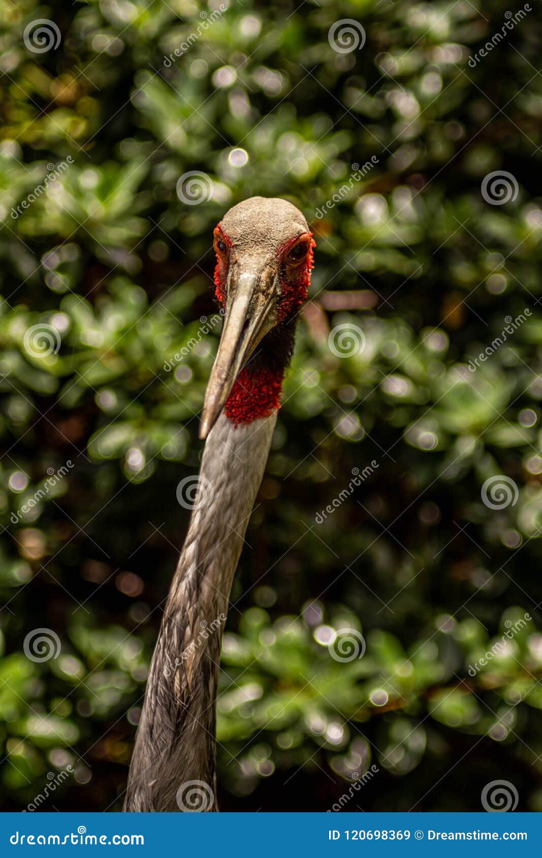 Kamera Sarus Crane Front-Side View Looking Toward Auf Sunny Day ...