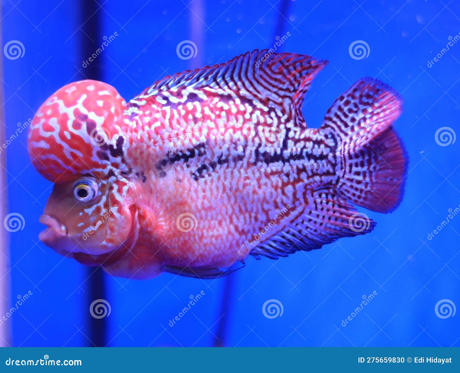 Kamfa Type Louhan Fish from Thailand in the Aquarium Stock Photo ...
