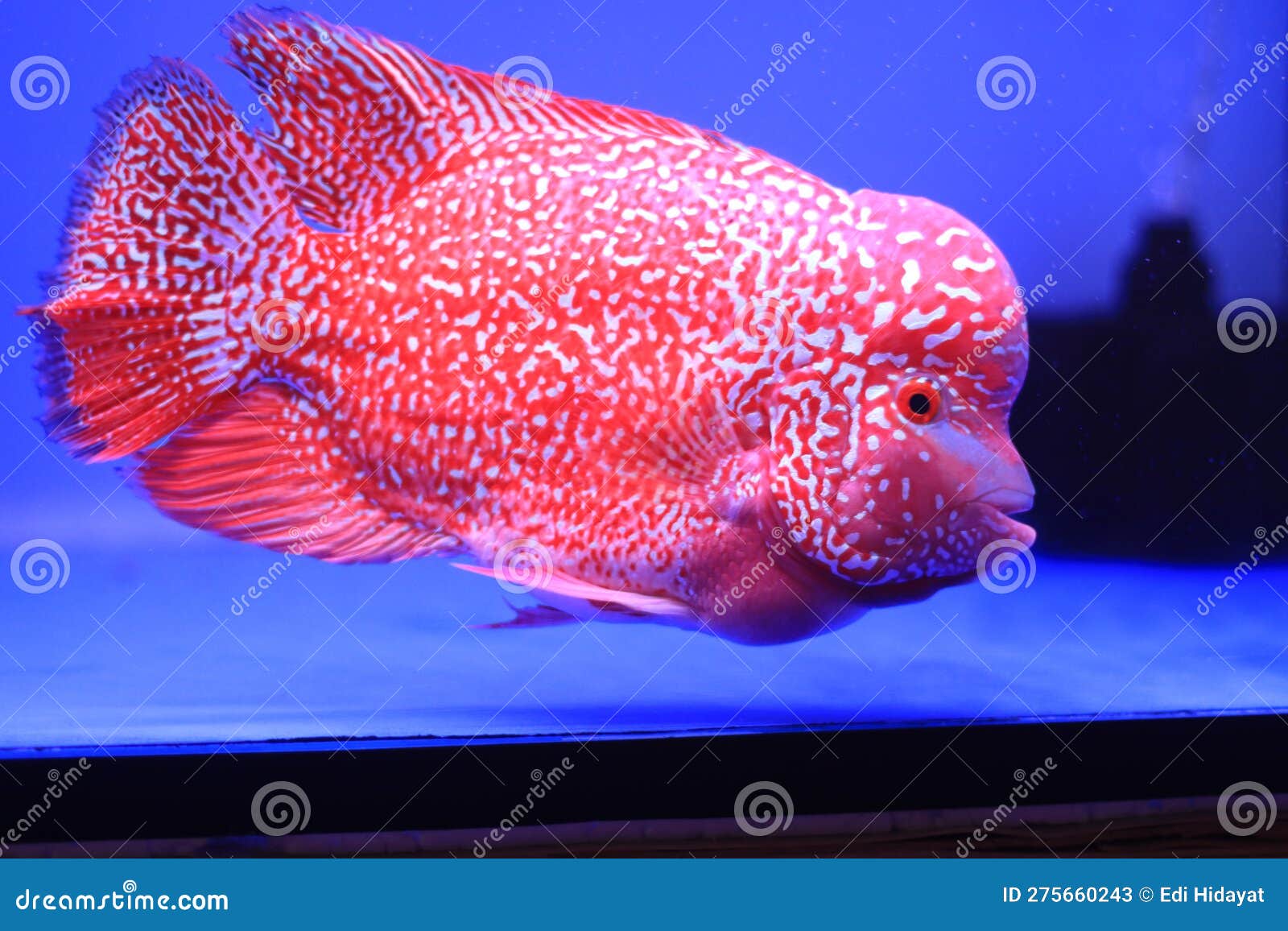 Kamfa Type Louhan Fish from Thailand in the Aquarium Stock Image ...