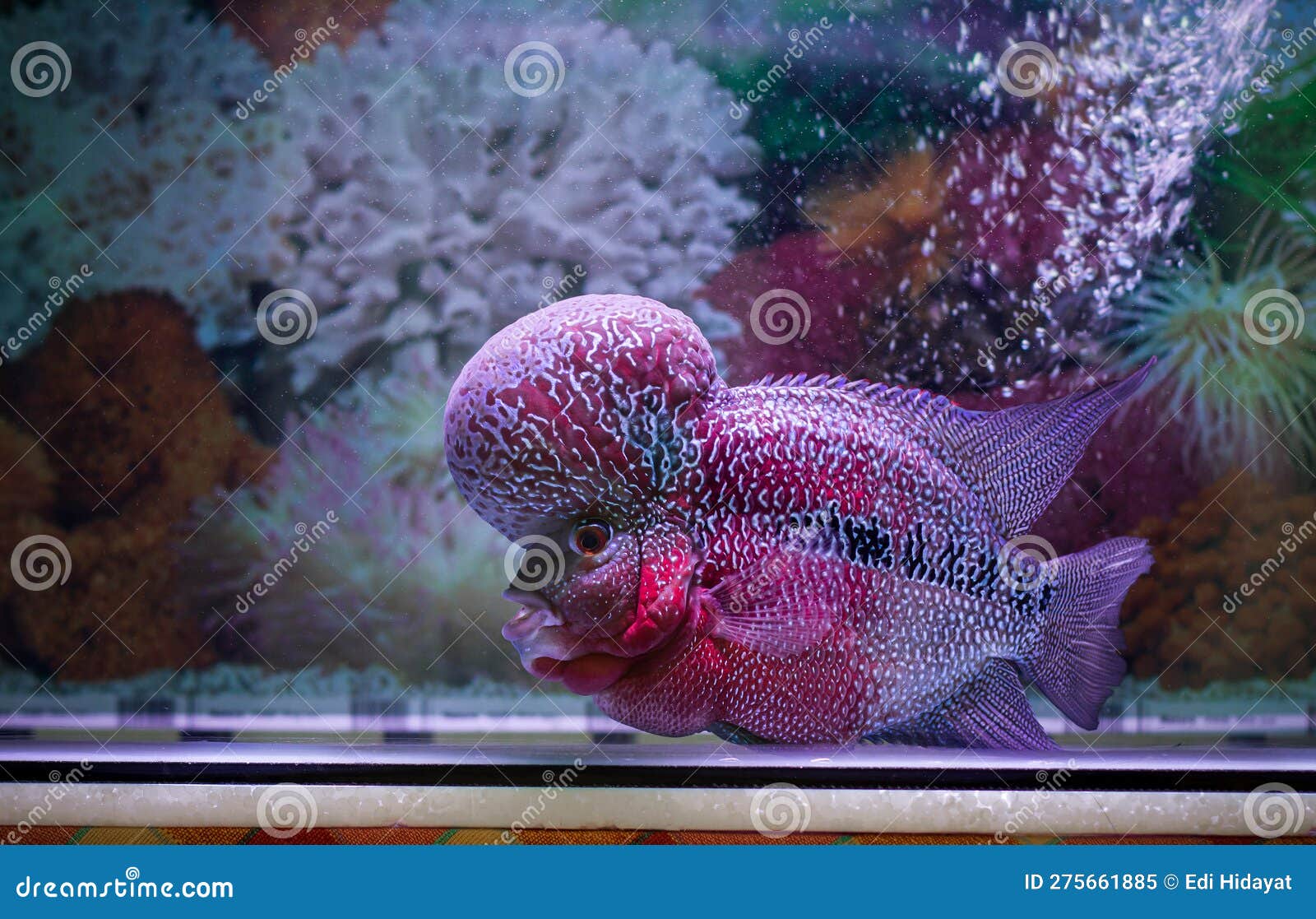 Kamfa Type Louhan Fish from Thailand in the Aquarium Stock Image ...