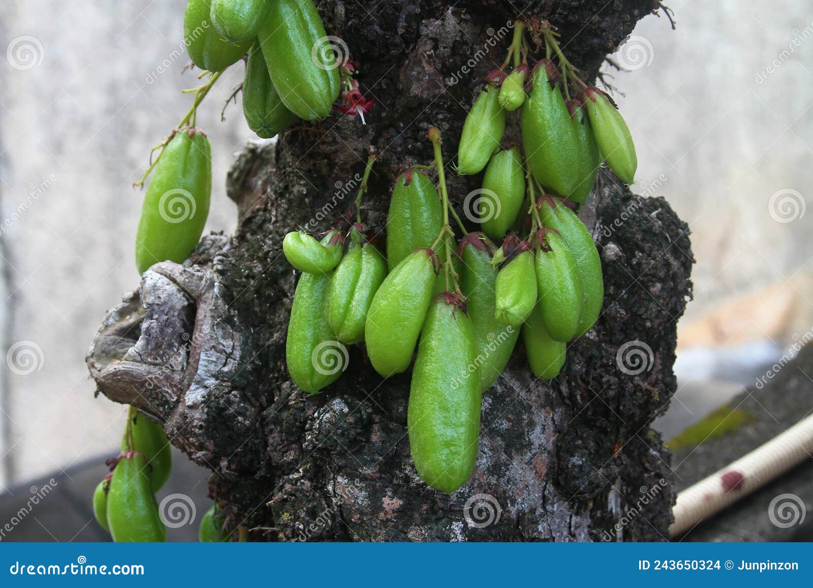 Kamias Fruit, Sliced In Cross Sections Stock Photo | CartoonDealer.com ...
