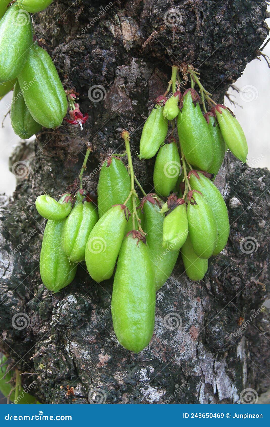 Kamias or tree cucumber stock image. Image of cucumber - 243650469