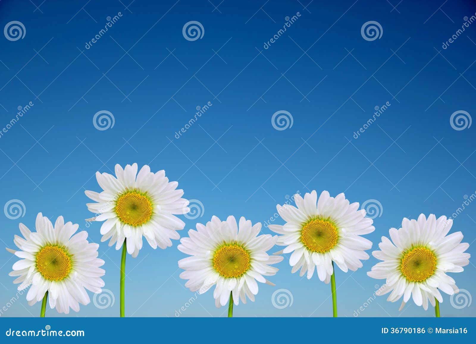 Kamillen-Blumen stockfoto. Bild von gänseblümchen, tageszeit - 36790186