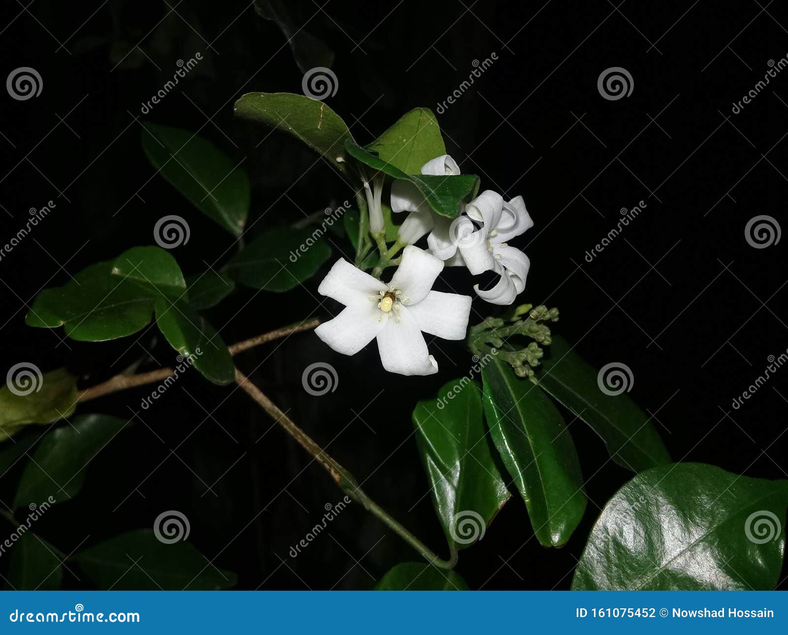 Kamini Flower at Night stock photo. Image of focus, nature - 161075452