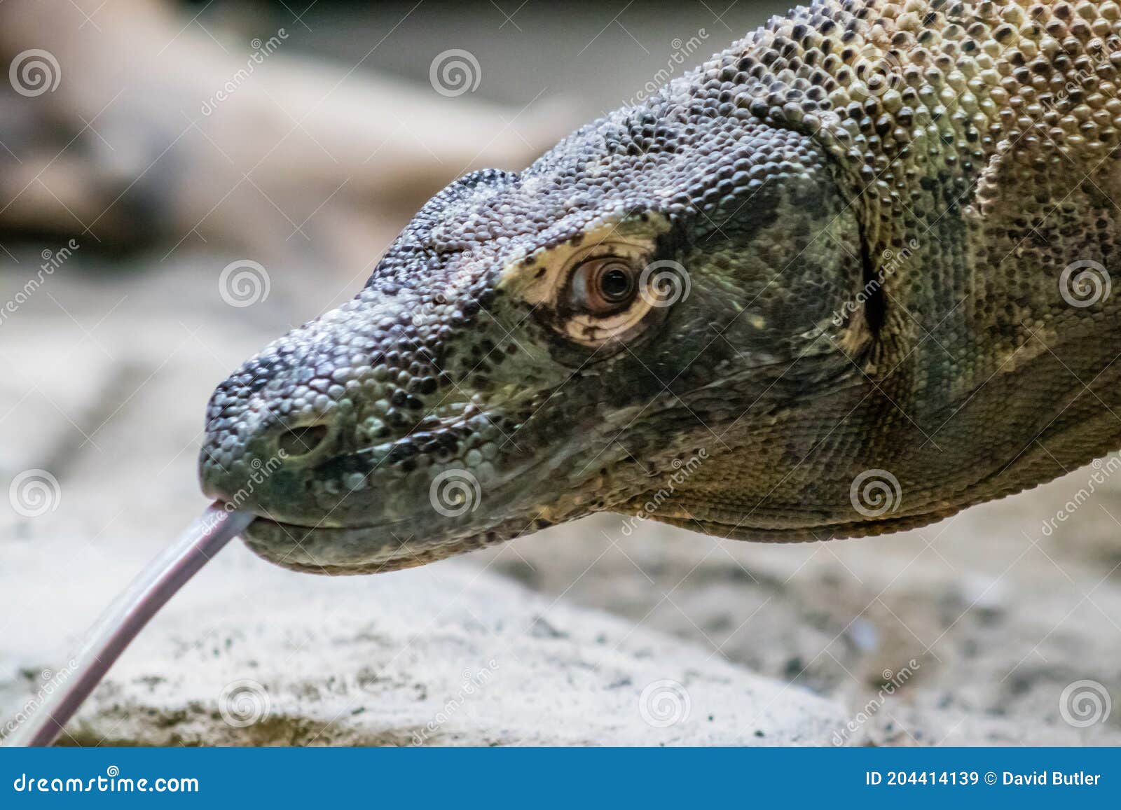 Kammodo Dragon on the Prowl. Calgary Zoo Calgary Alberta Canada Stock ...