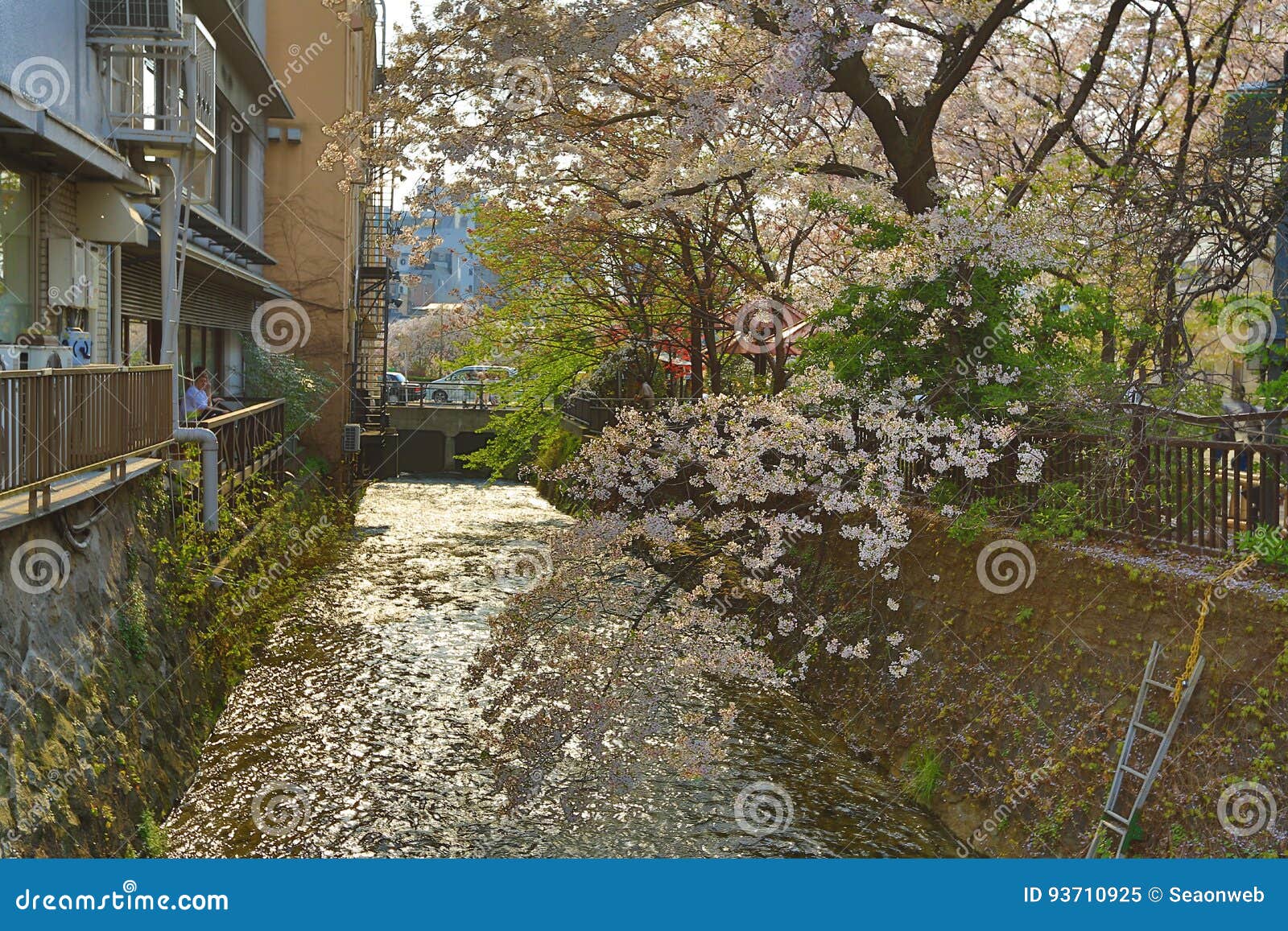 Kamo River in the Center of Kyoto in Spring Editorial Image - Image of ...