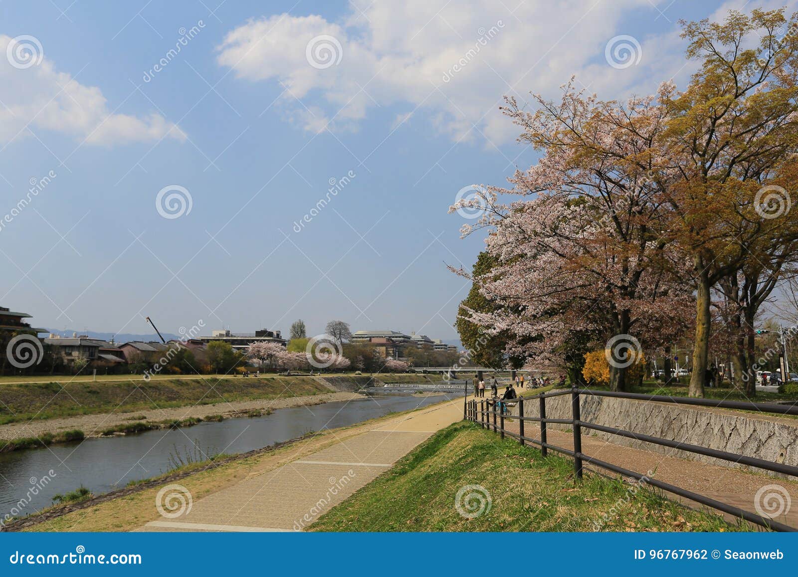 The Kamo river in Kyoto stock photo. Image of beautiful - 96767962