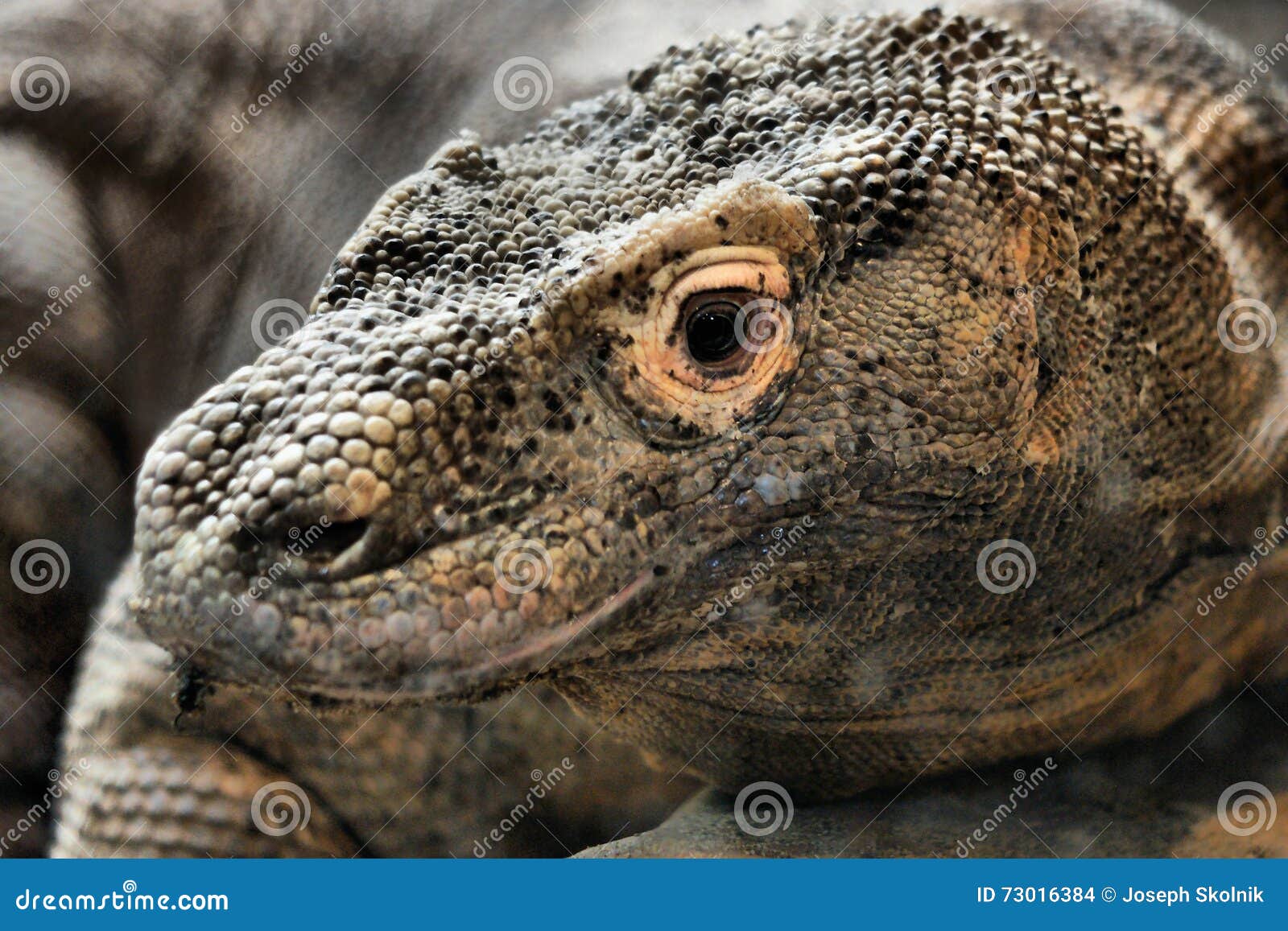 Kamodo Dragon. stock photo. Image of reptile, eater, kamodo - 73016384