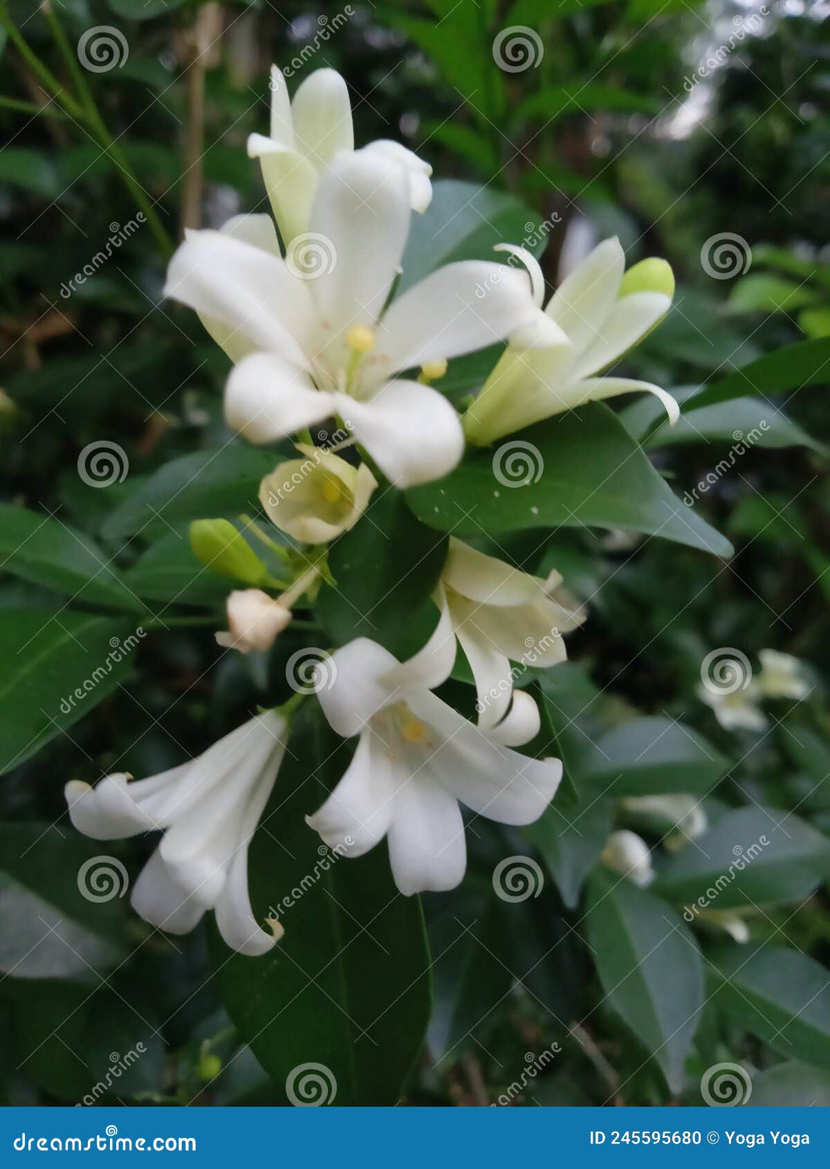 Kamoni ornamental plant stock photo. Image of ornamental - 245595680