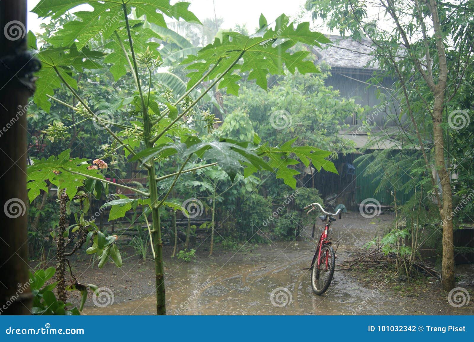 Papayo Tree Stock Photos - Free & Royalty-Free Stock Photos from Dreamstime