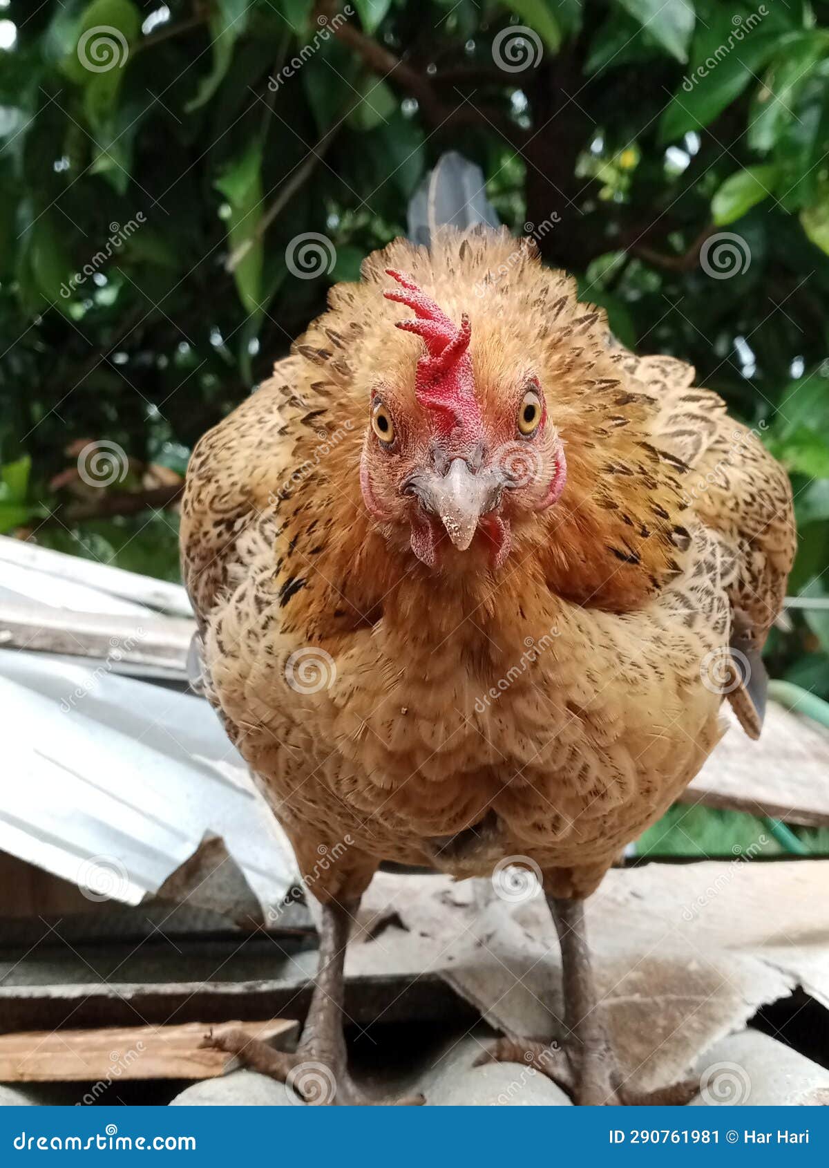 Kampong chicken stock image. Image of beak, anger, peafowl - 290761981