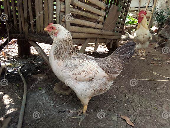 Kampong chicken stock photo. Image of giraffes, wolves - 319018048