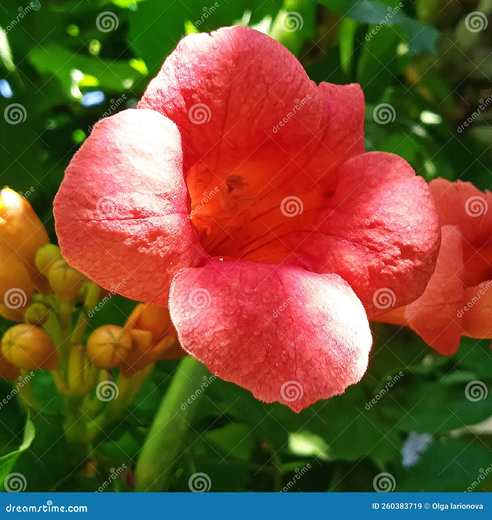 Kampsis Grows in the Garden. Stock Image - Image of tree, yellow: 260383719