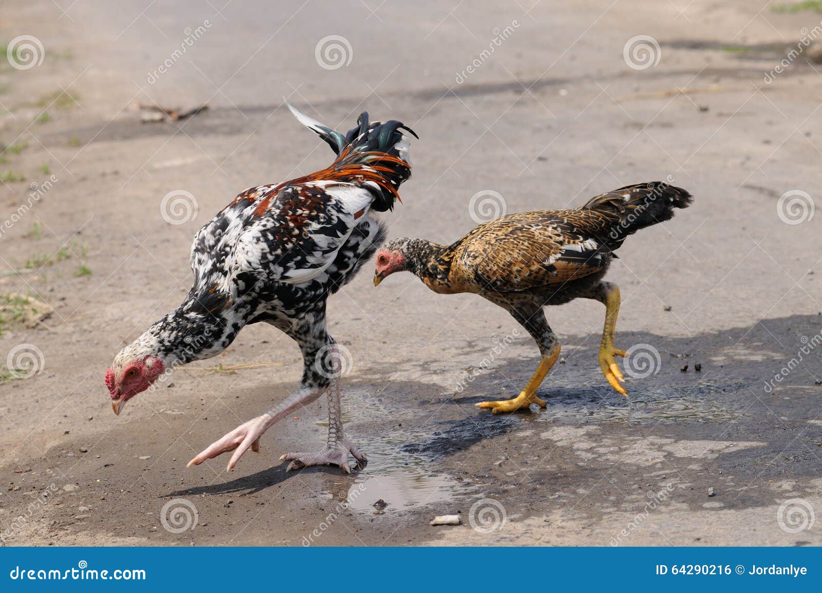 Kampung Rooster and Chicken Stock Photo - Image of healthy, nature ...