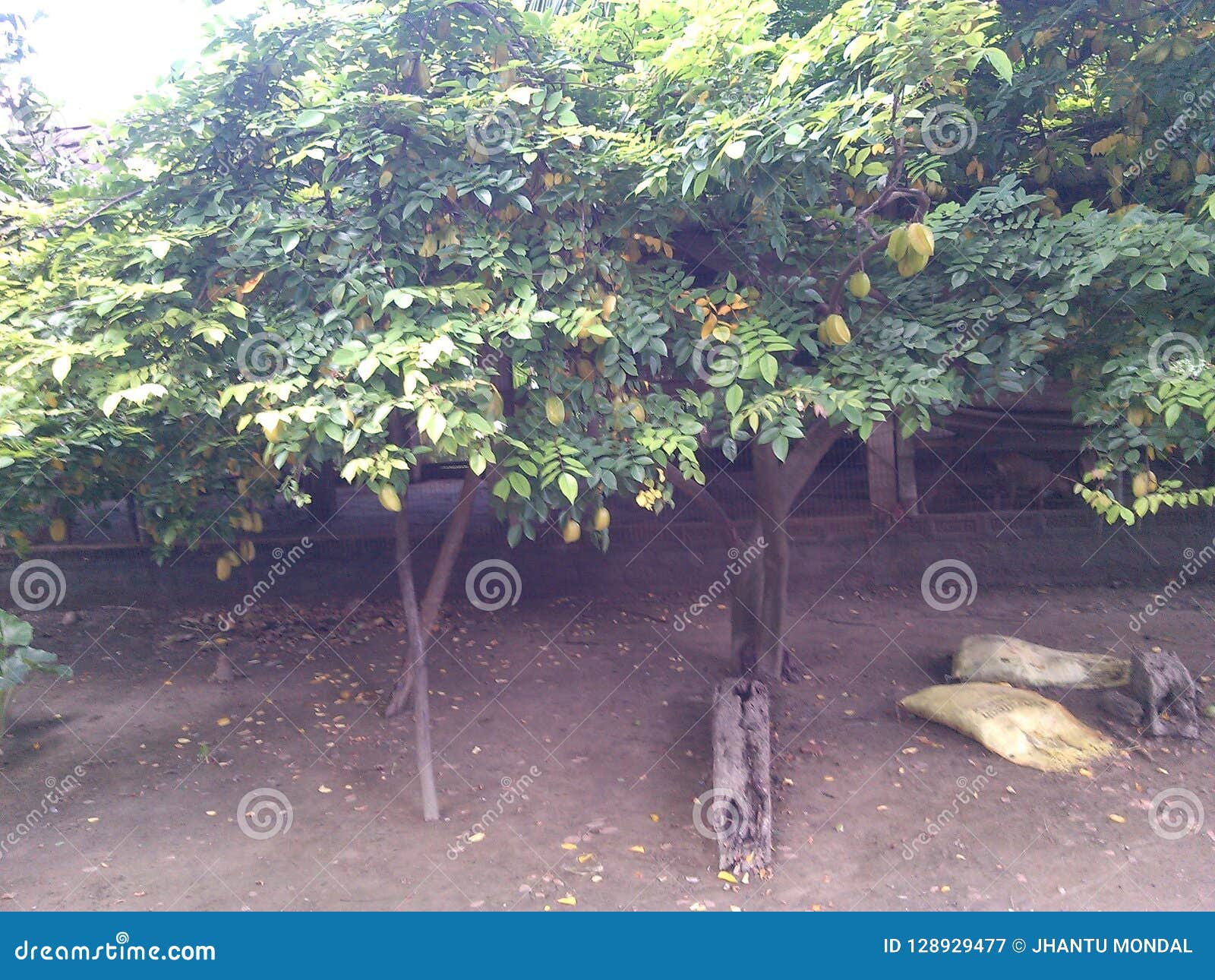 Beautiful Kamranga Tree Stock Photos - Free & Royalty-Free Stock Photos ...