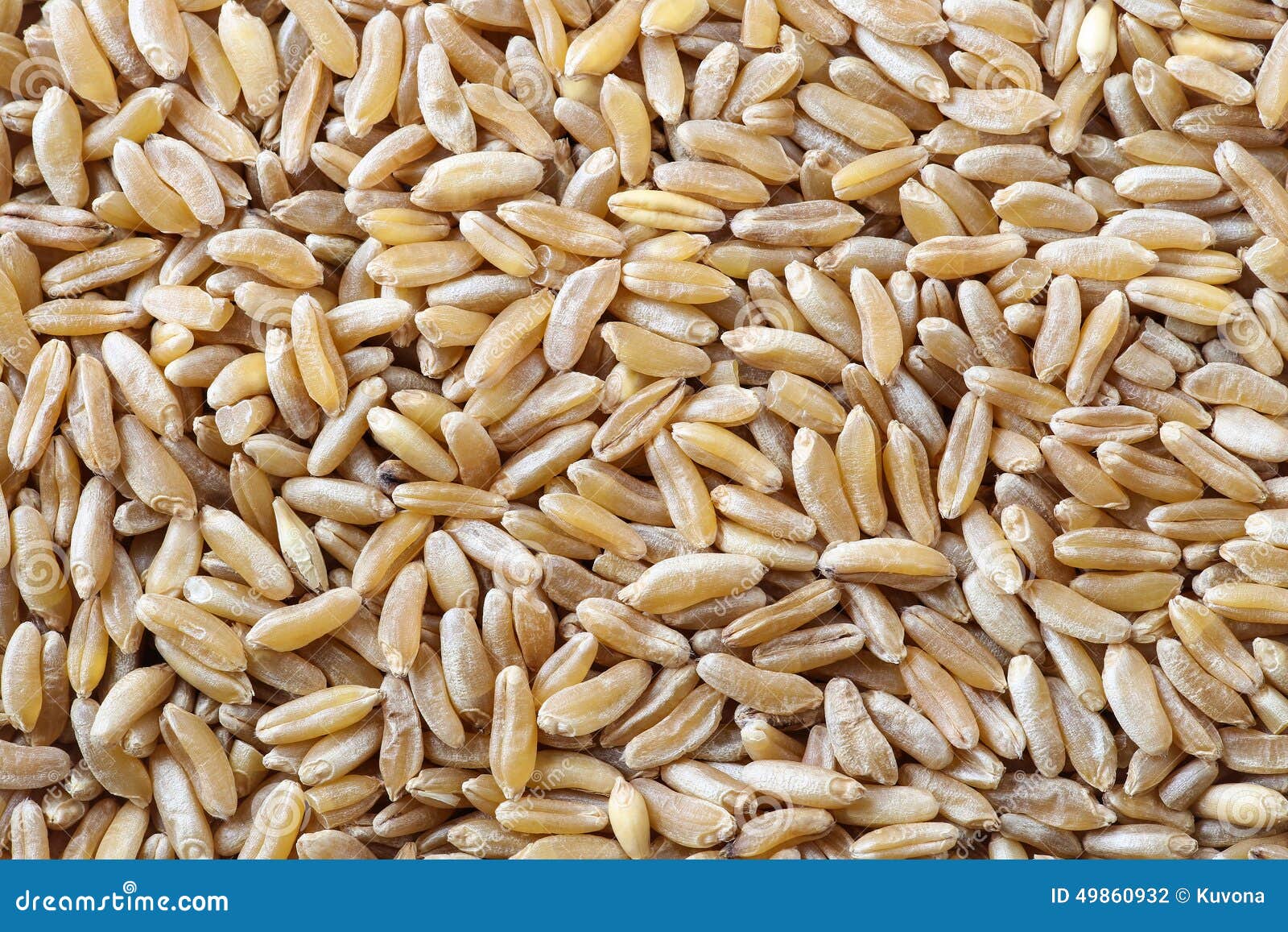 Kamut grain stock photo. Image of oriental, background - 49860932
