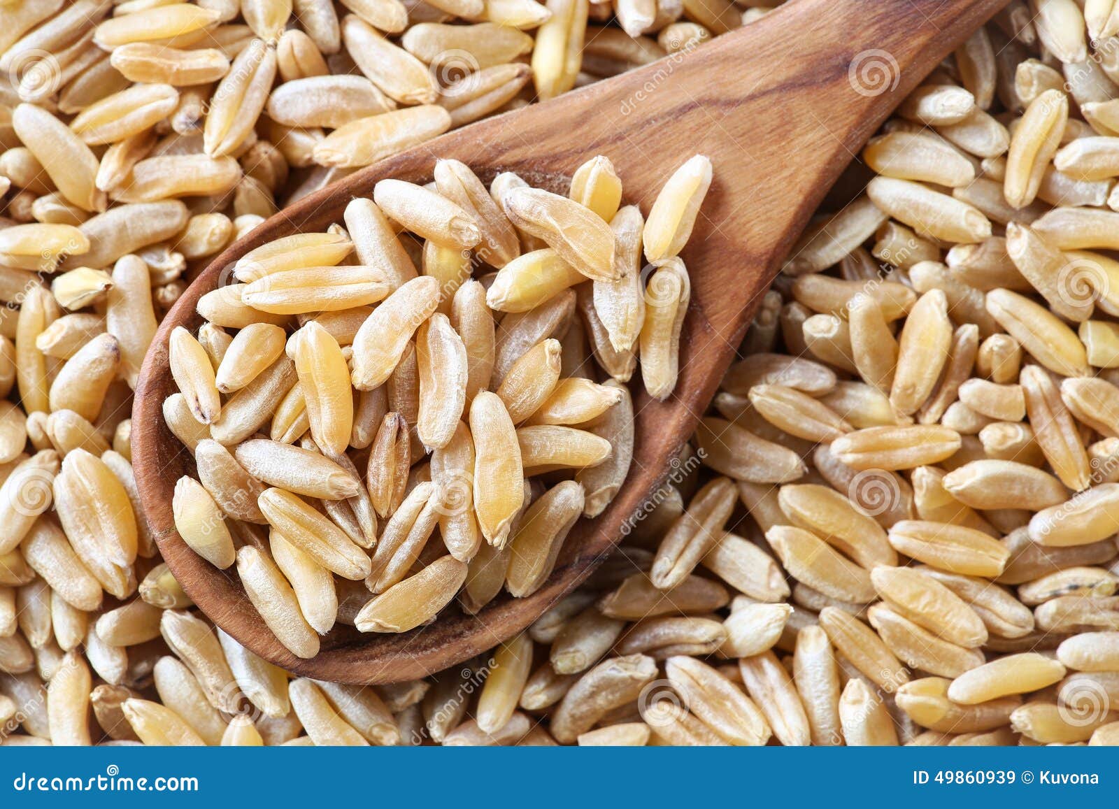 Kamut grain stock image. Image of cereal, healthy, health - 49860939