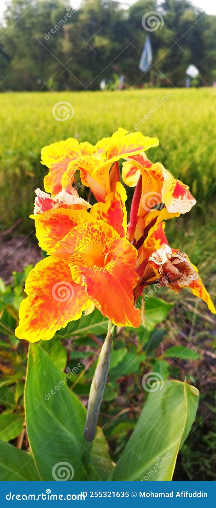 Kana Indika Flower in Village Stock Image - Image of spring, indika ...