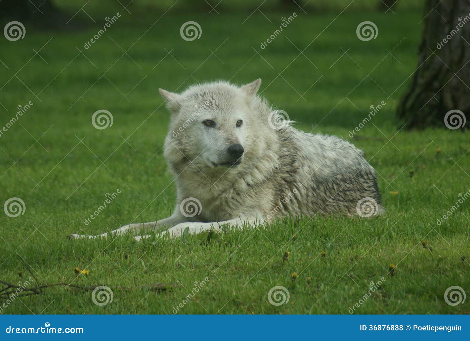 Kanadischer Timberwolf - Canis Lycaon Stockfoto - Bild von tier, raub ...