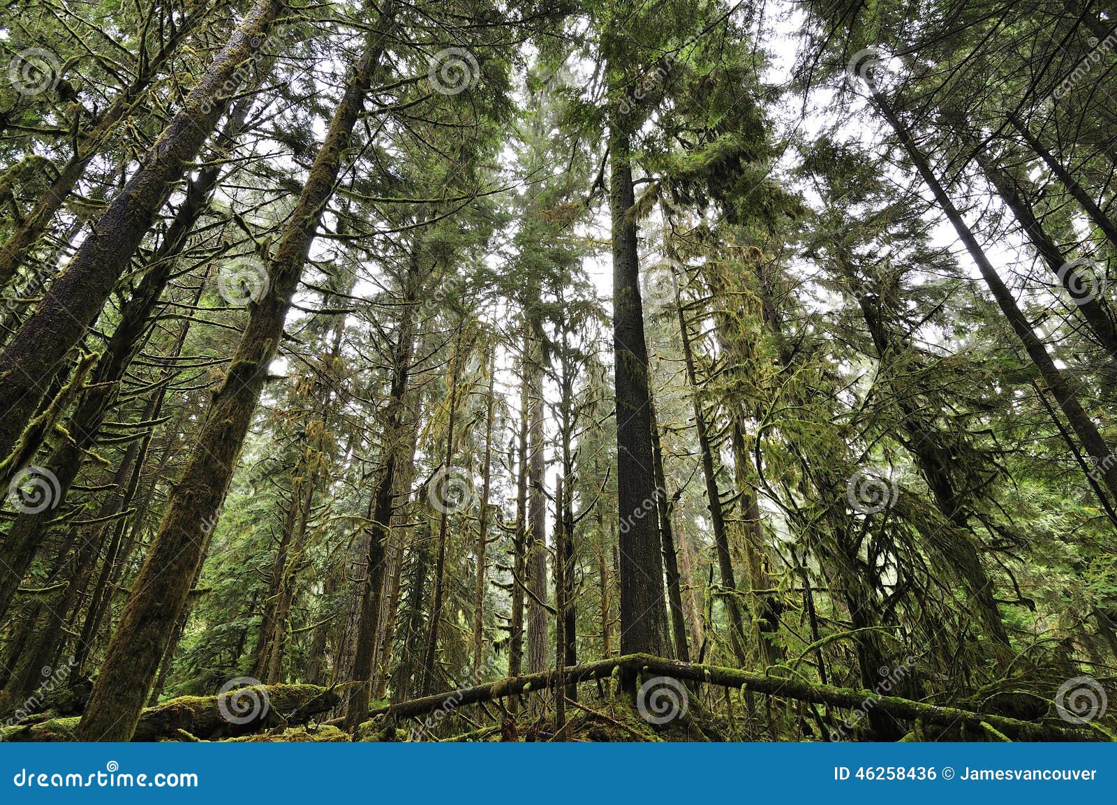 Kanadyjski las z mech zdjęcie stock. Obraz złożonej z zmiana - 46258436
