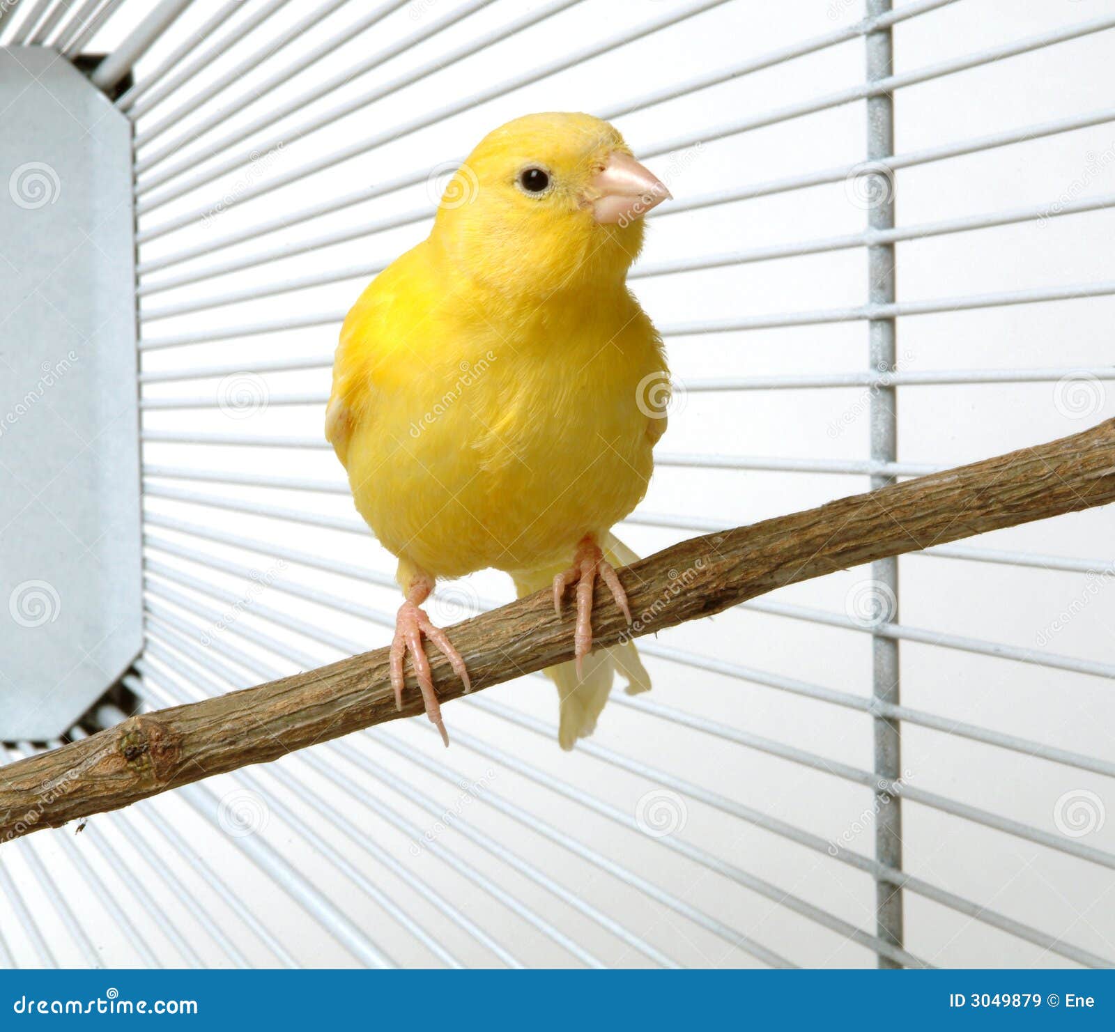 Kanarie Royalty-vrije Stock Afbeeldingen - Afbeelding: 3049879